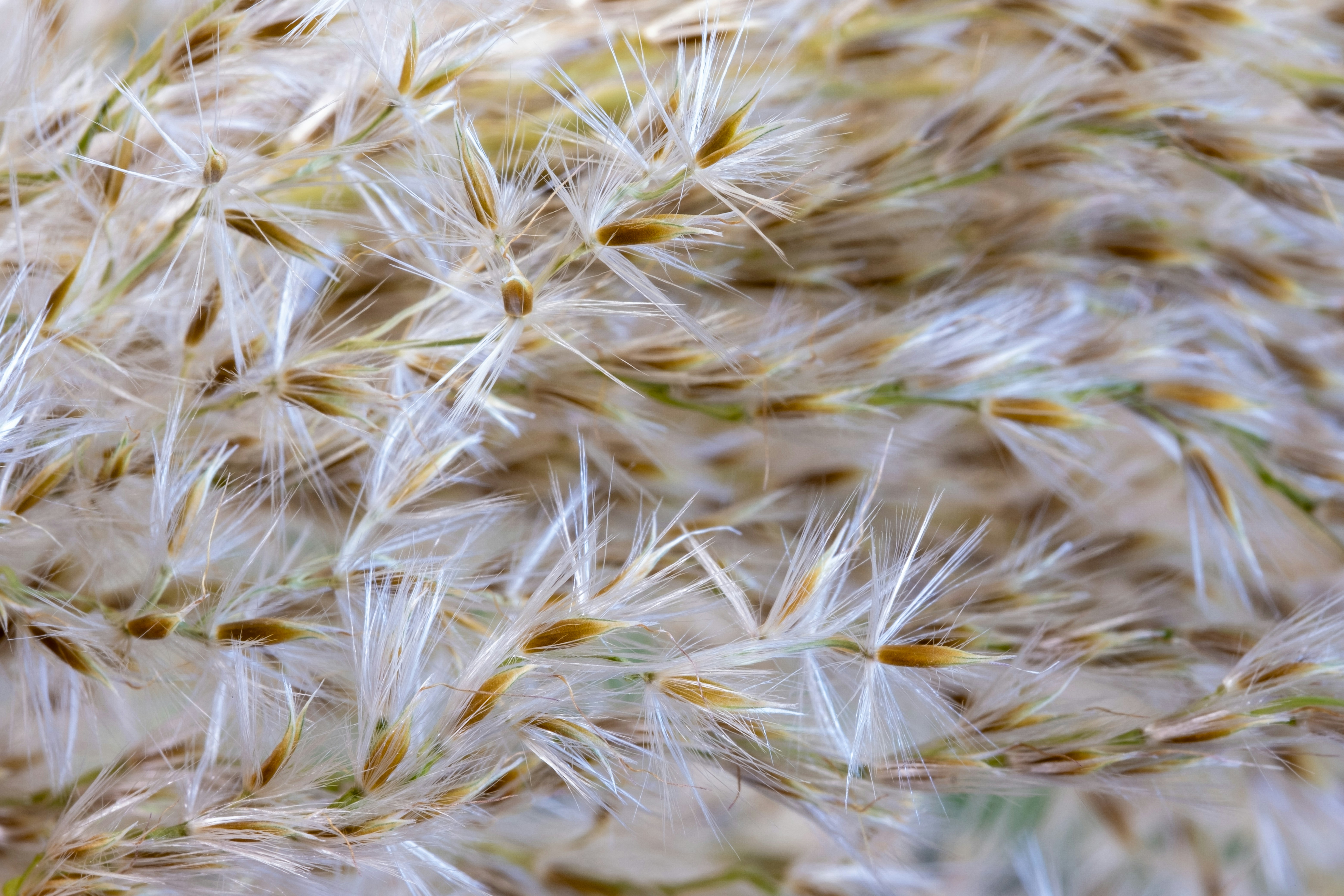 Lace of the Field: a Macro Portrait of Quiet Seed Dancers
