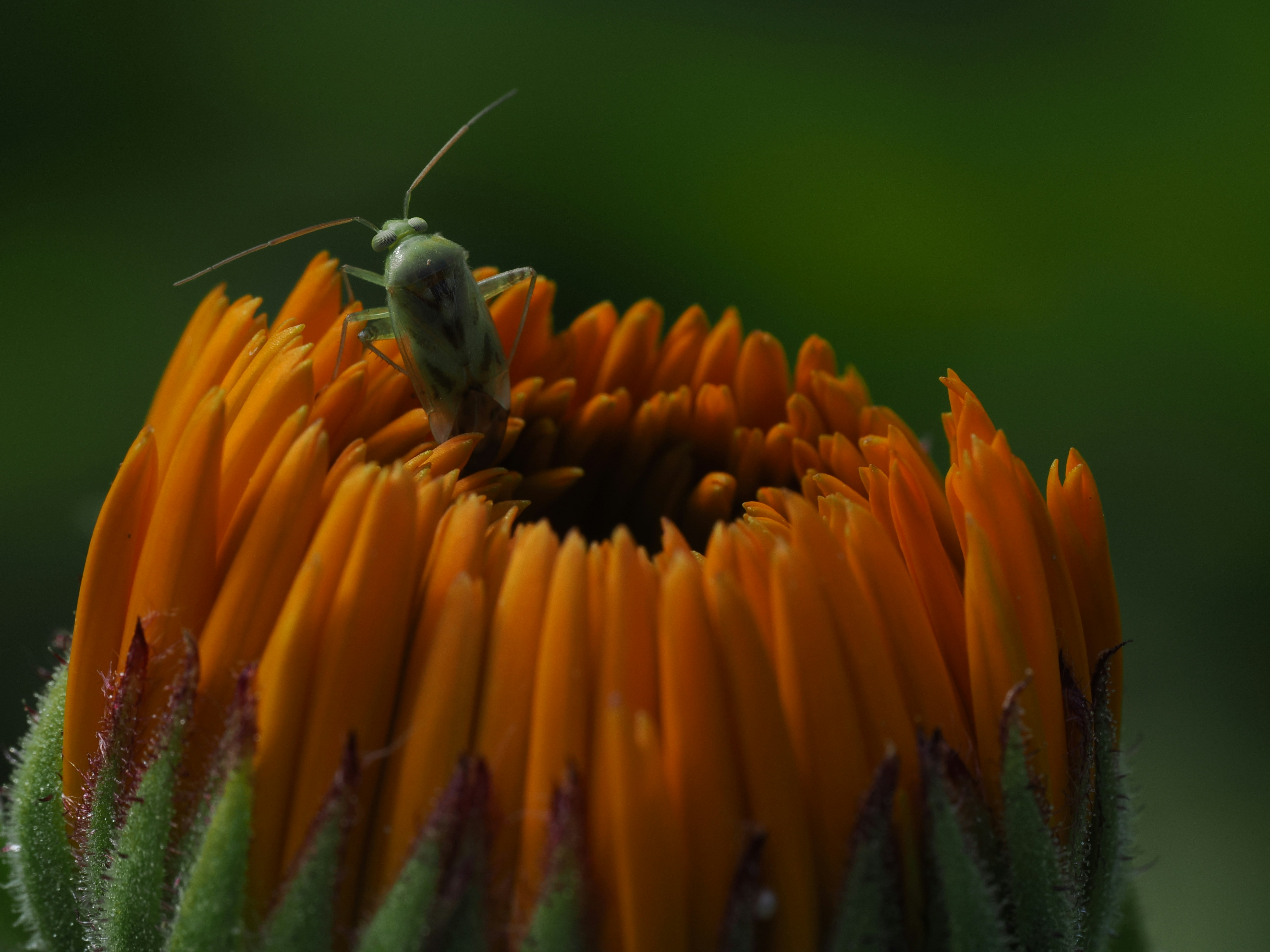 Velvet Orange Crown: a tiny bee foraging at the bloom's sunlit heart