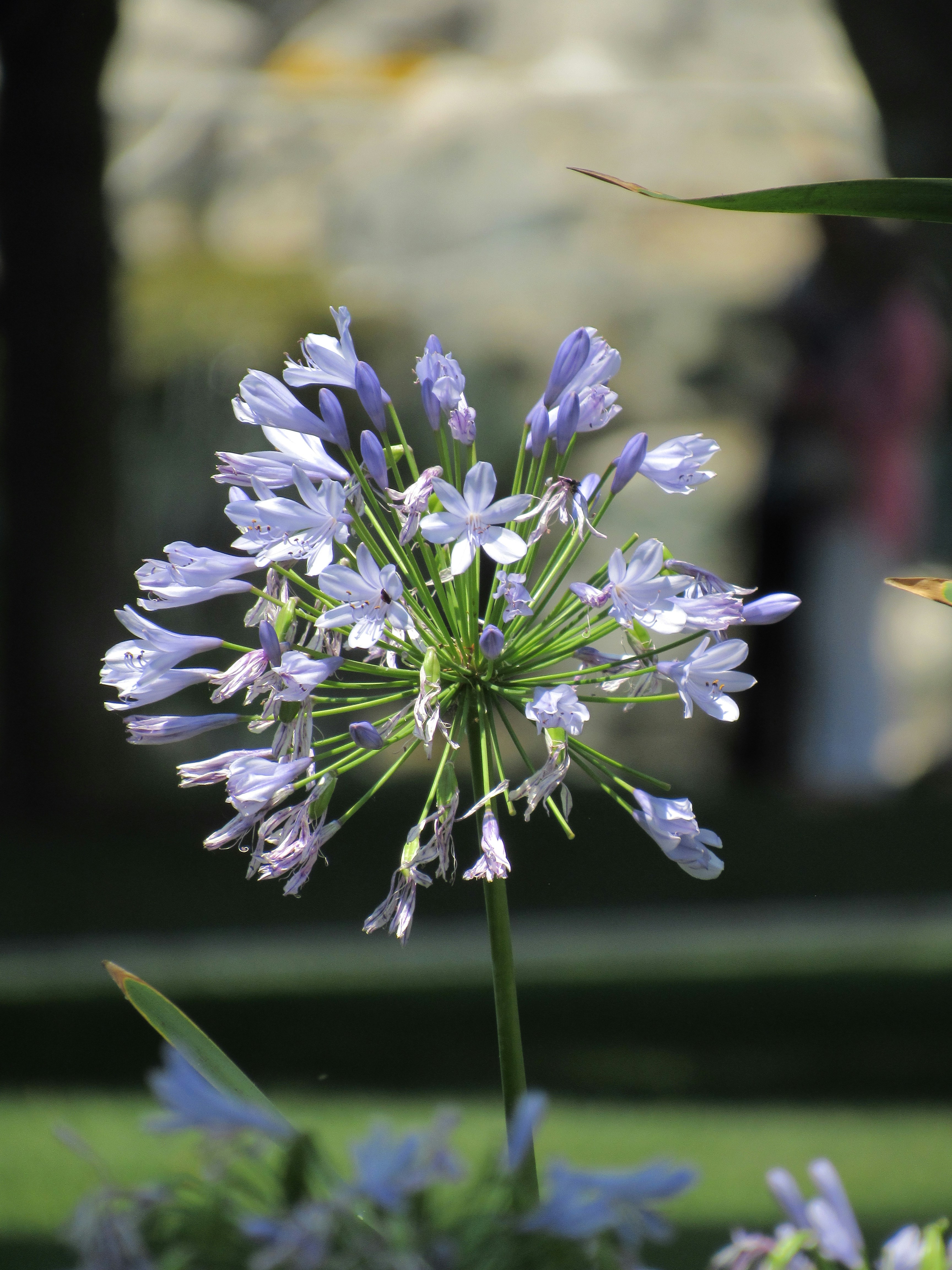 Burst of Lavender in Focused Tranquility
