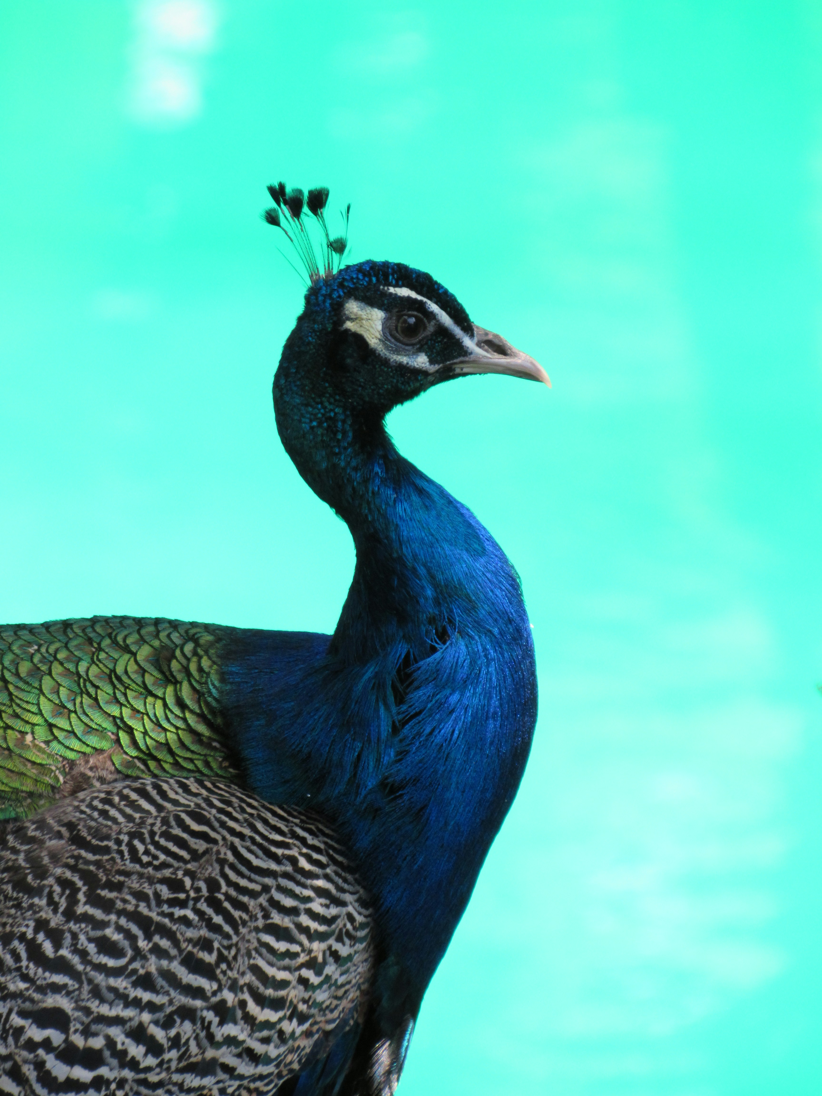 Peacock displaying iridescent blue and green feathers with a vibrant turquoise backdrop.