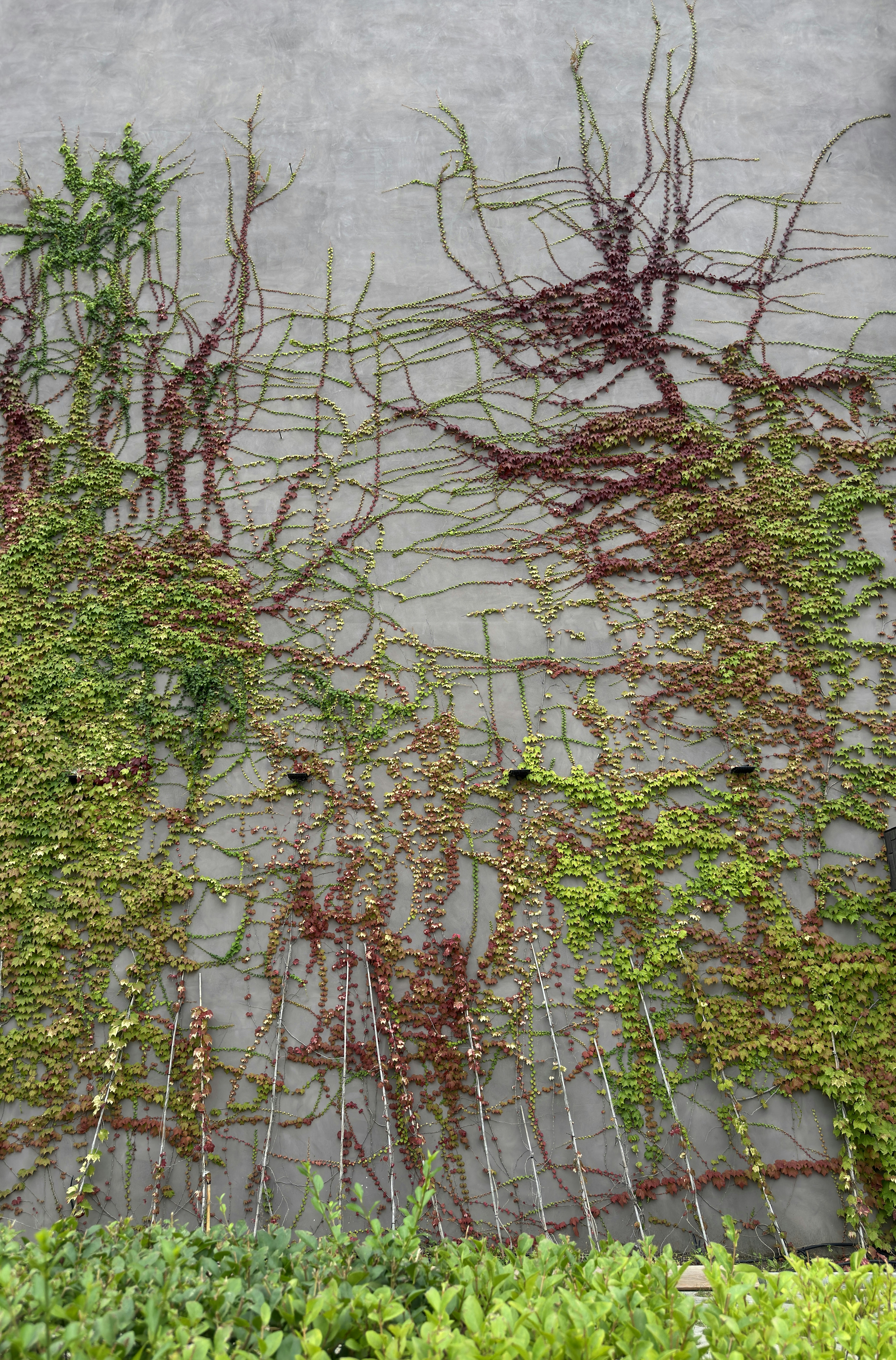 Weaving Color: Tangled Vines Across a Quiet Concrete Wall