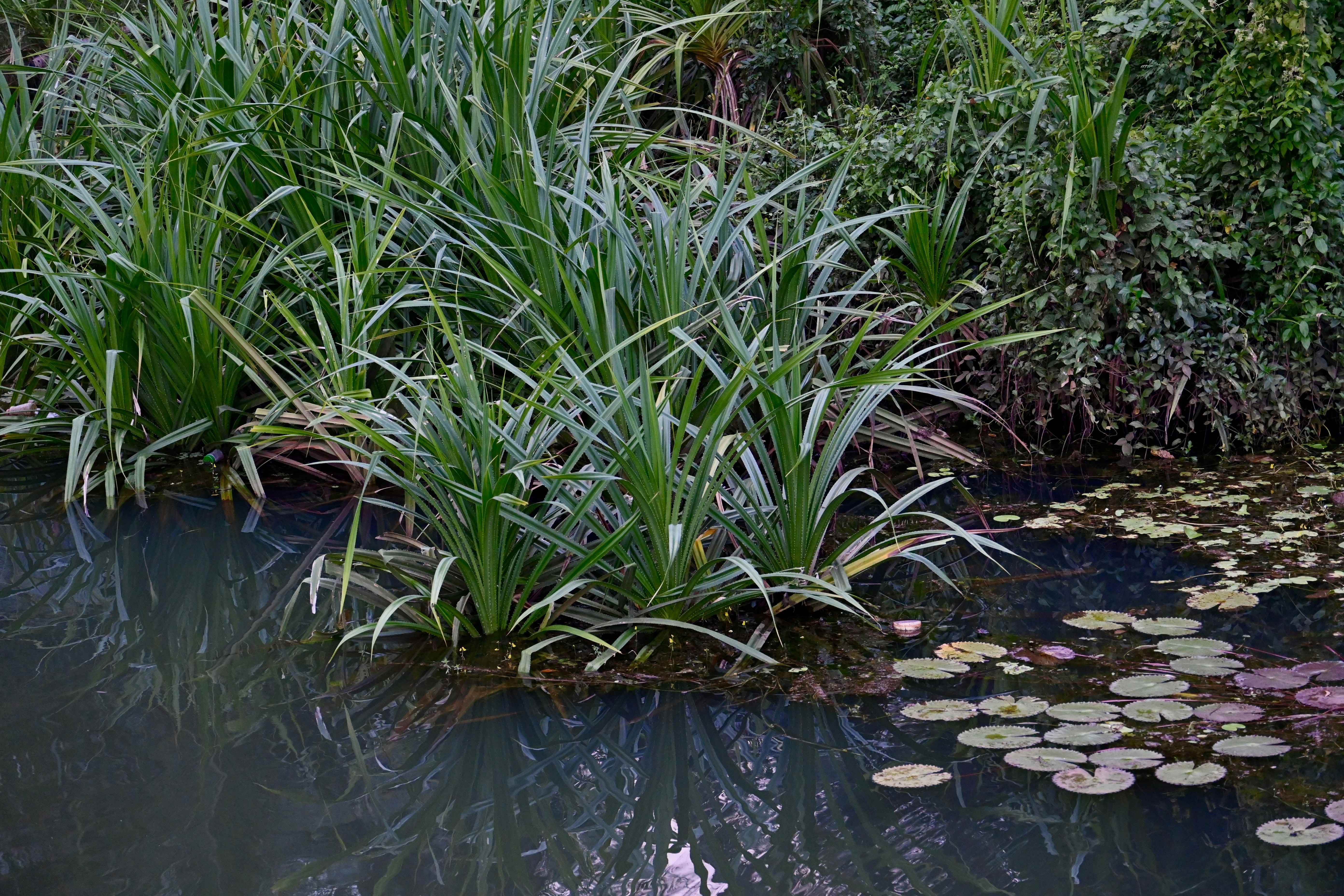 Waterline Guardians: Reeds by the Lily Pad Edge