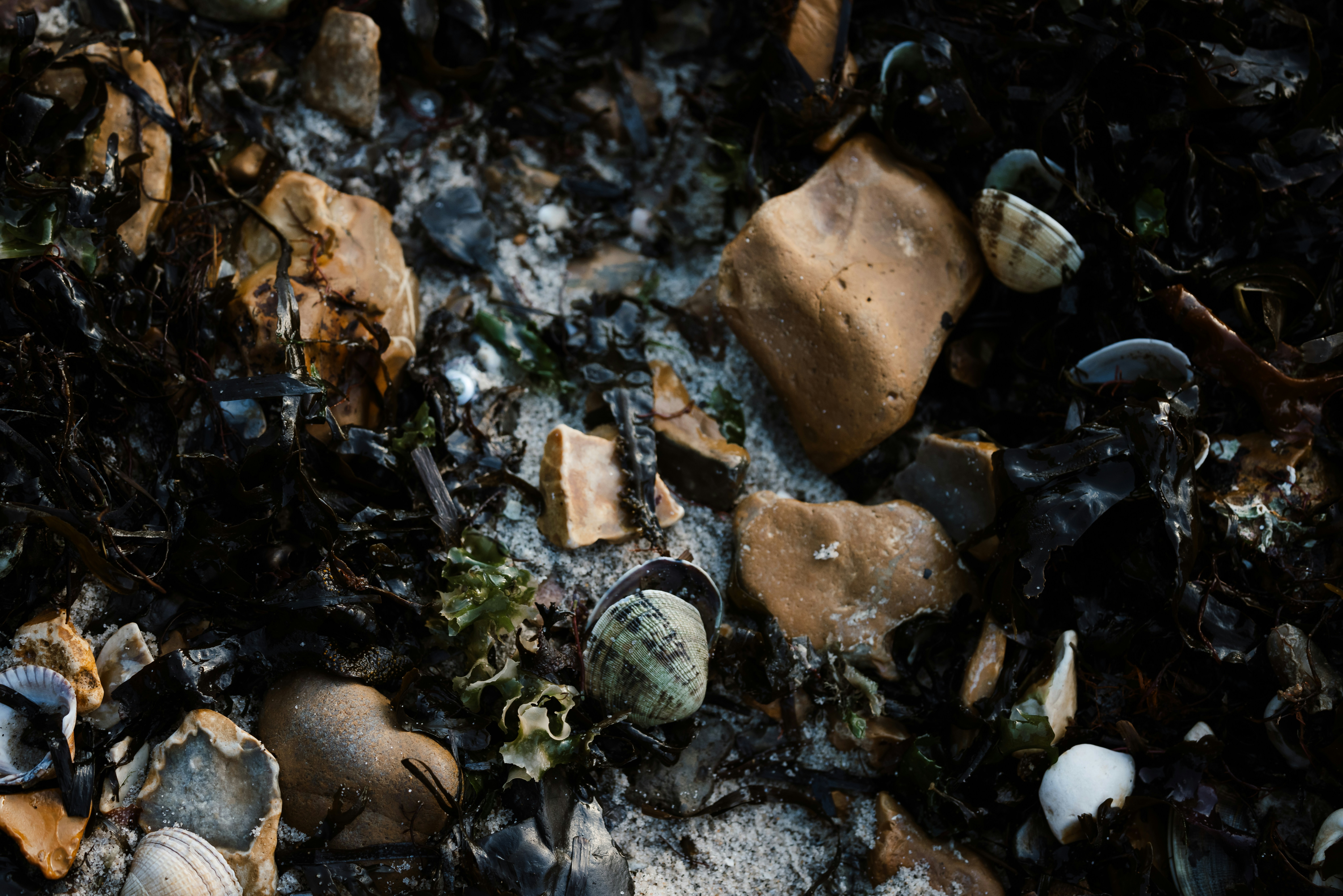A bunch of rocks and shells on the ground photo – Free Background Image ...