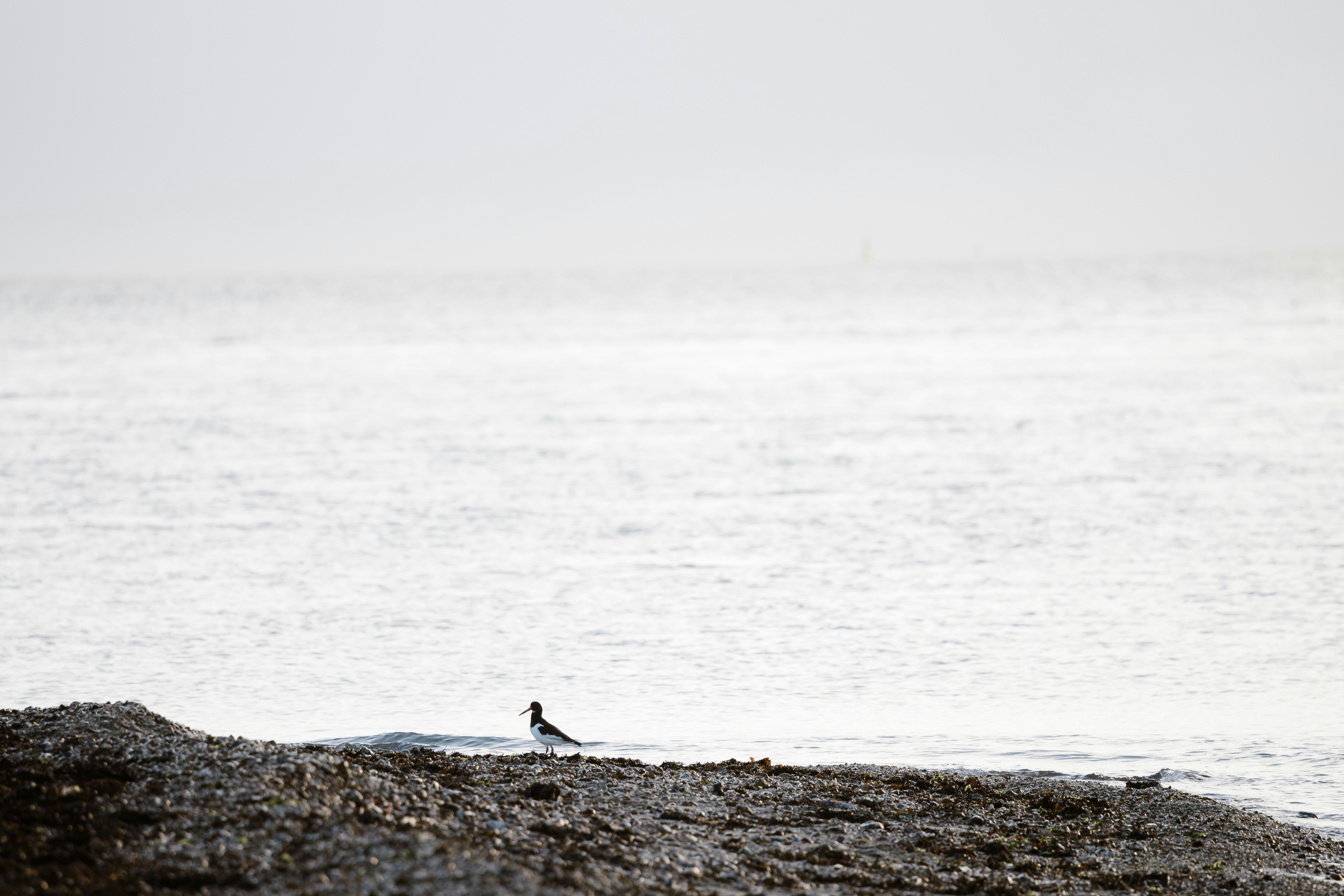 A lone bird sitting on the shore of the ocean photo – Free ...