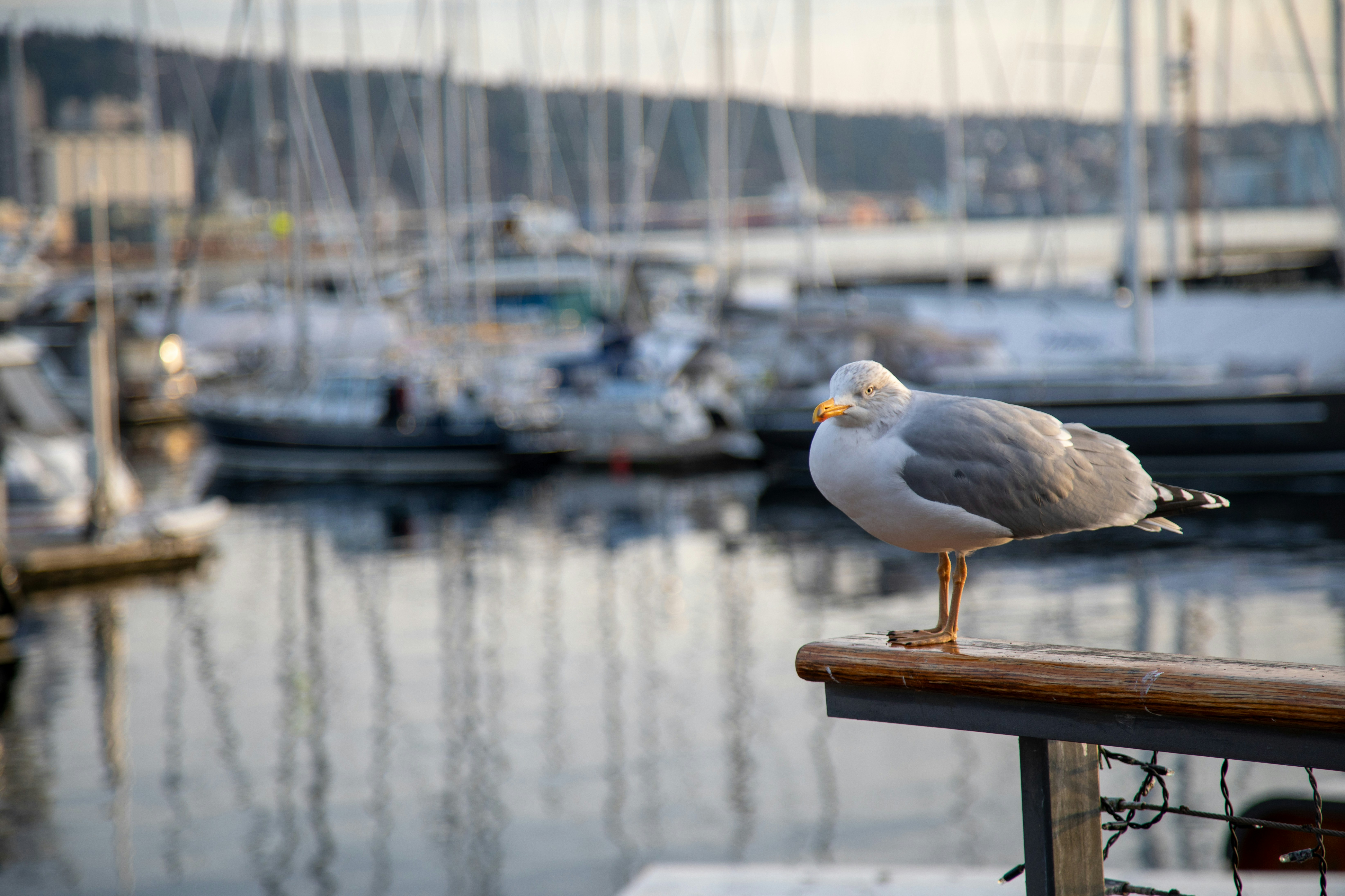 Harbor Watcher: Seagull Perched on a Rail Over a Quiet Marina