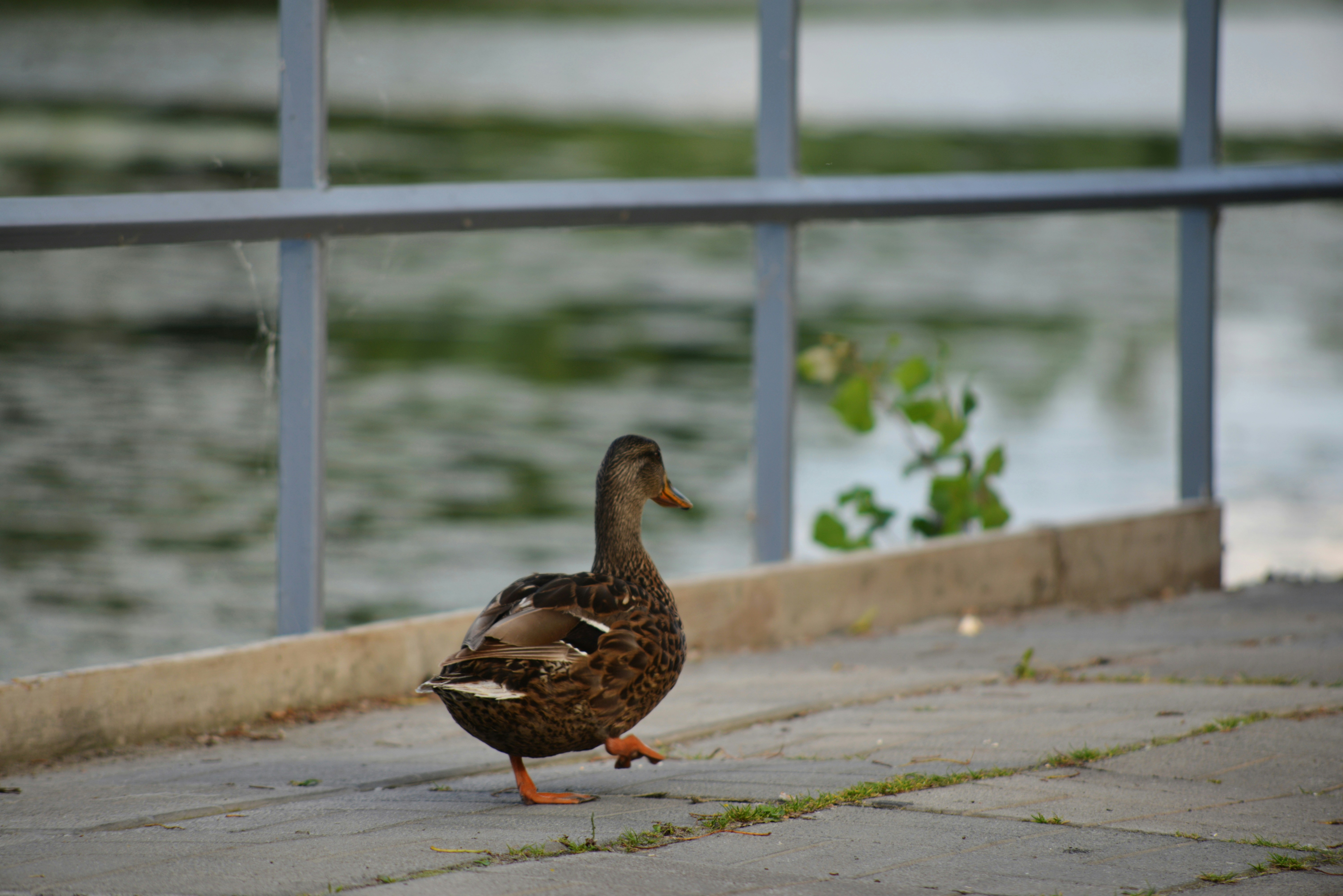 Mallard on a Riverside Promenade: Quiet Stride by a Weathered Railing