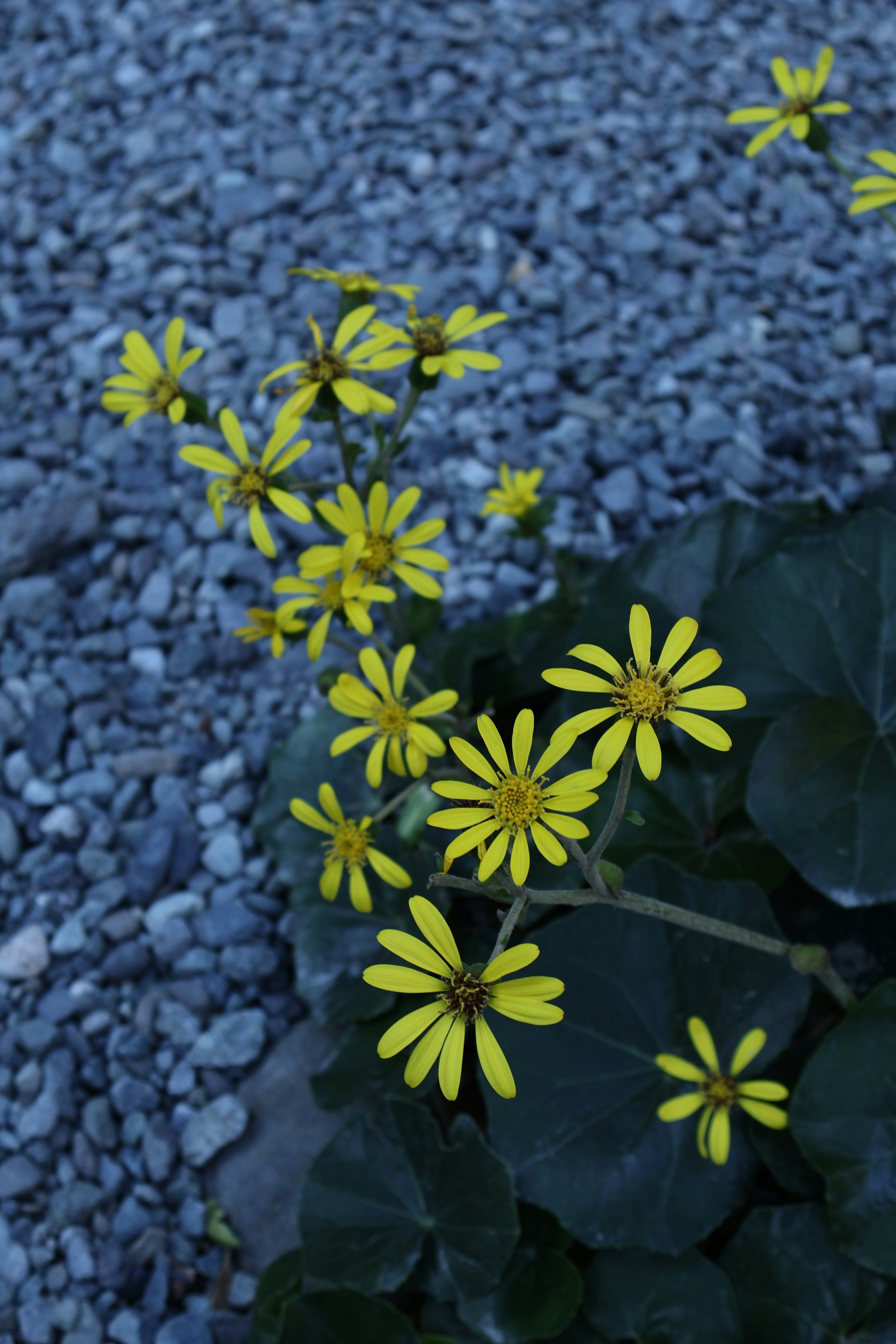 Pebble Canvas Bloom: Yellow Daisies Rise Through Gray Gravel