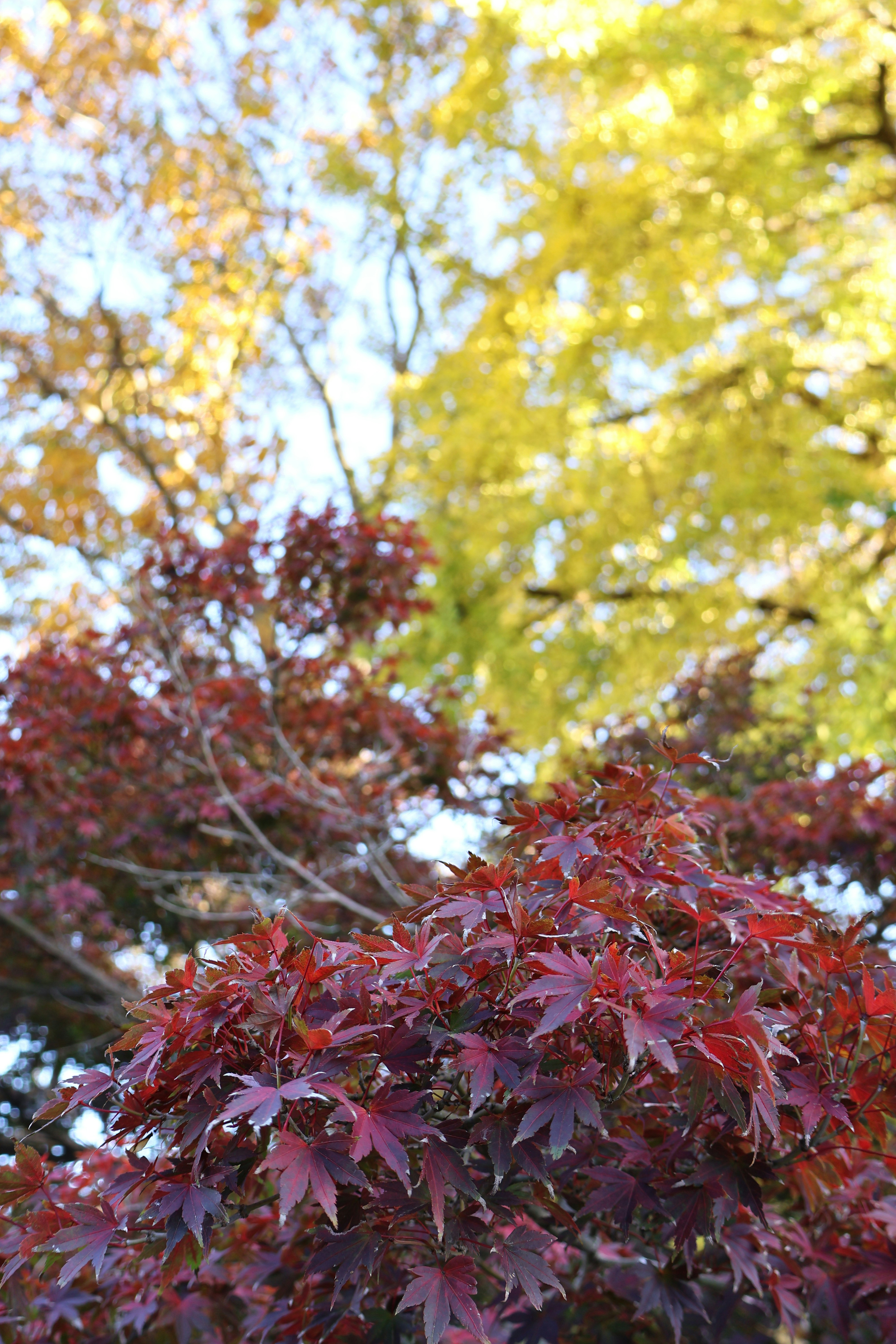 Vibrant red leaves of a maple tree contrasted against a backdrop of golden foliage.