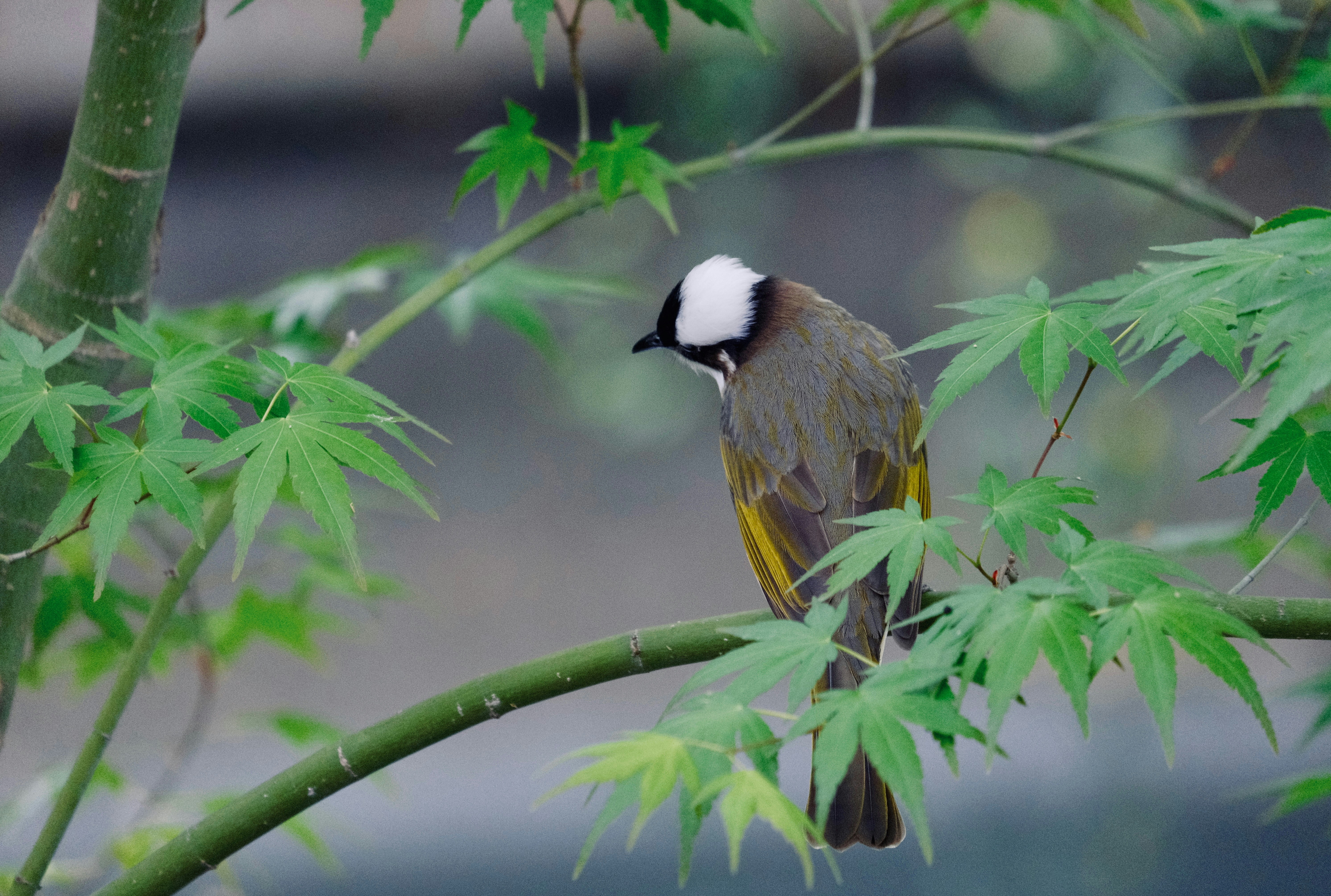 White-crowned Warbler Adrift on Verdant Maple