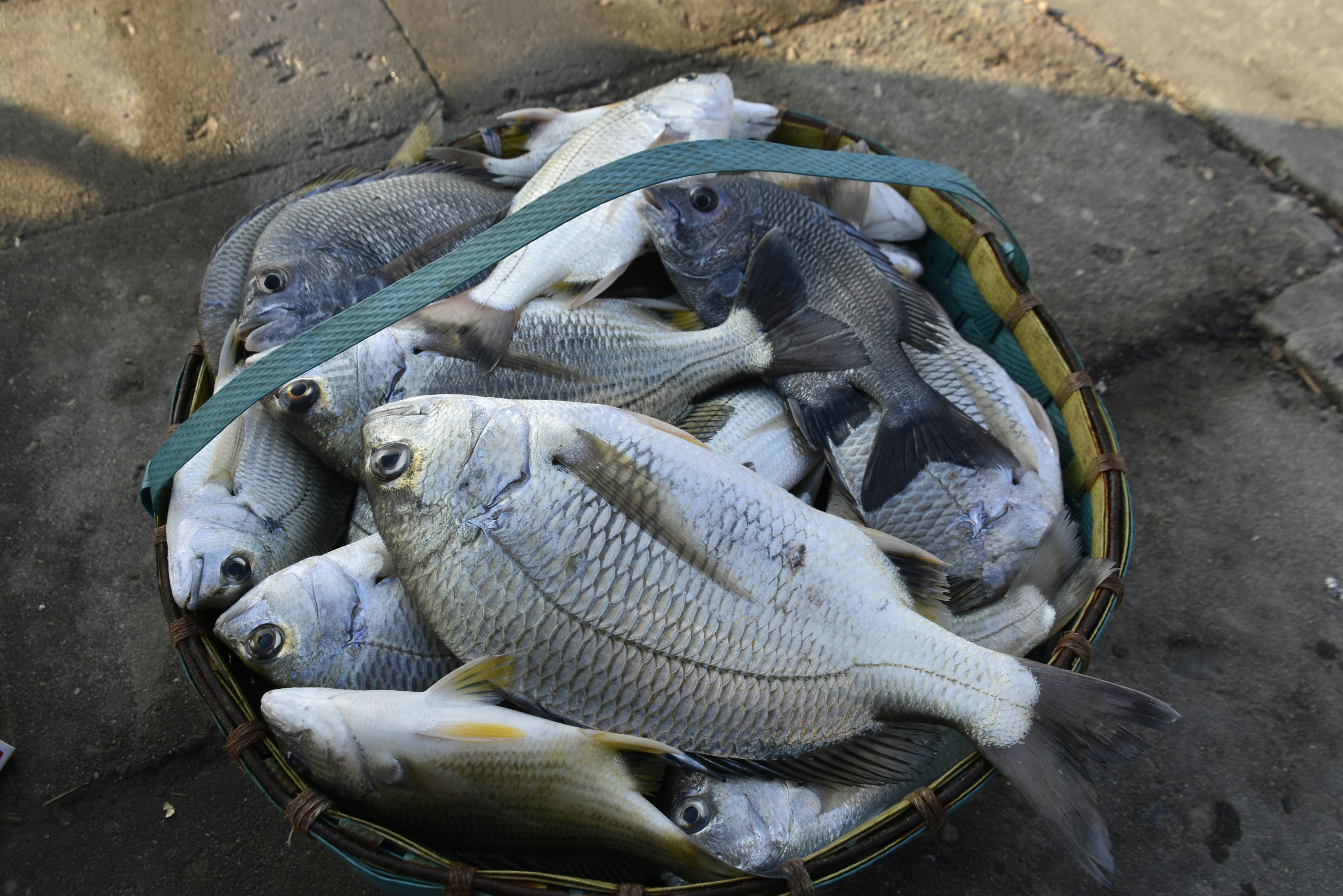 A basket full of dead fish sitting on the ground photo – Free Animal ...