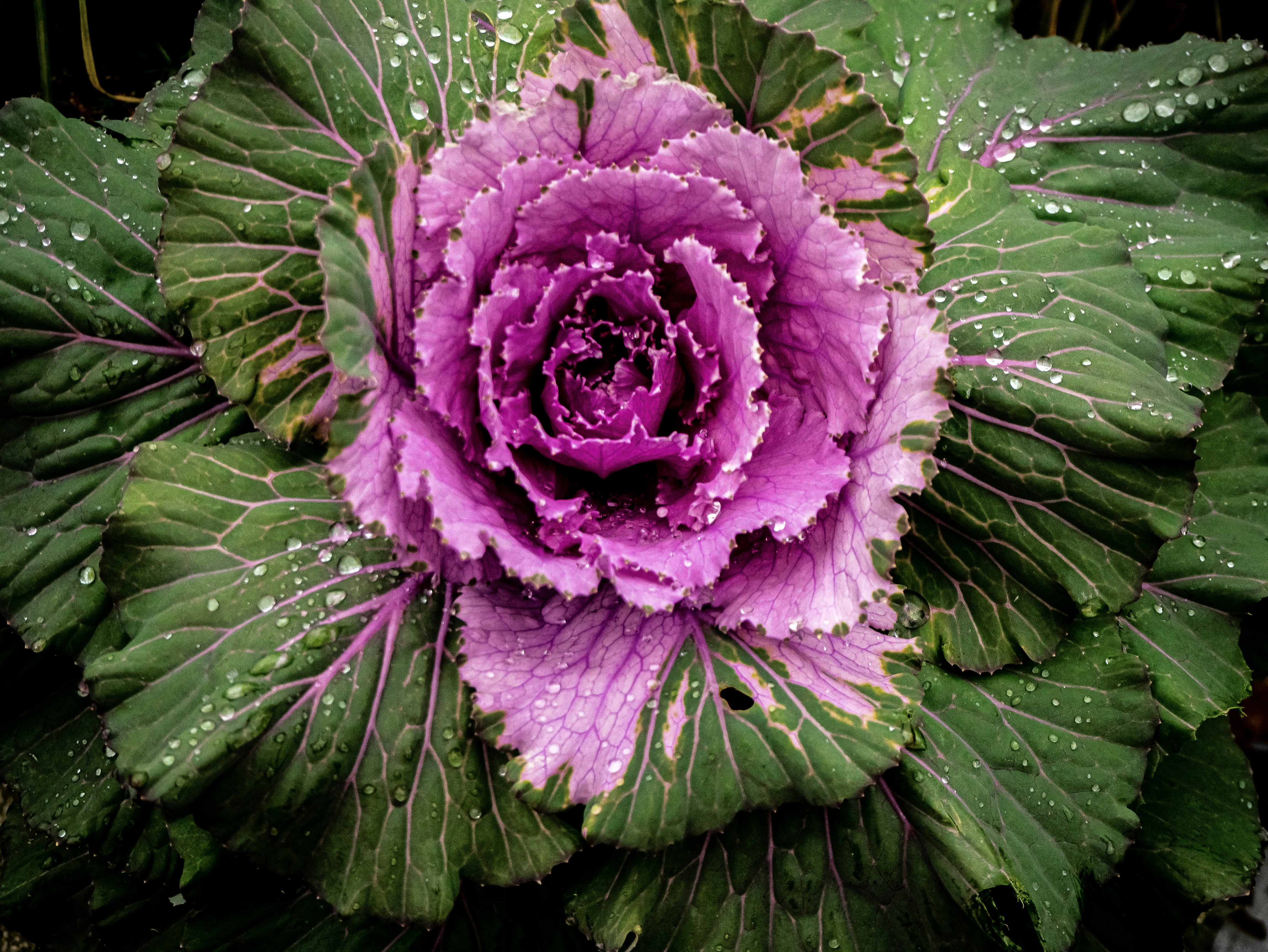 Dew-Kissed Velvet Kale: A Close-Up Macro Portrait of Purple-Rimmed Leaves