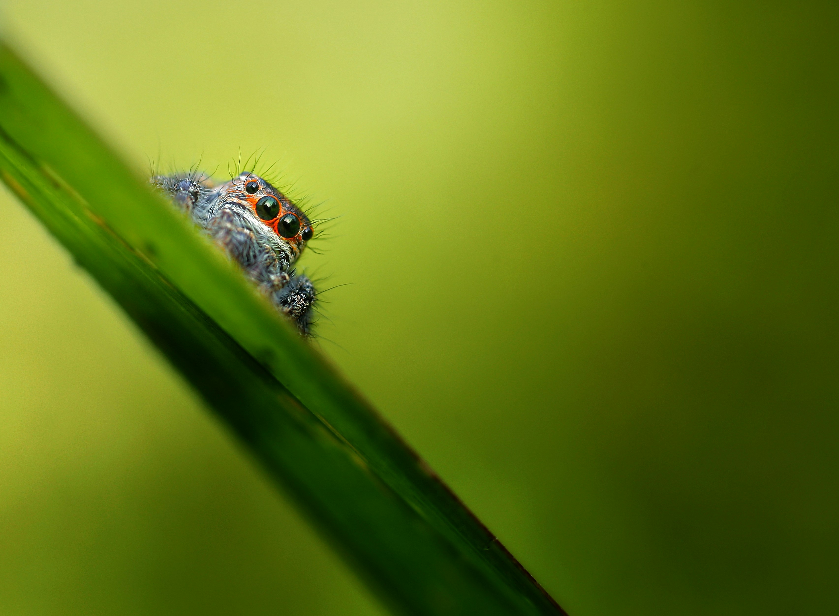 A small insect sitting on top of a green leaf photo – Free Wildlife ...