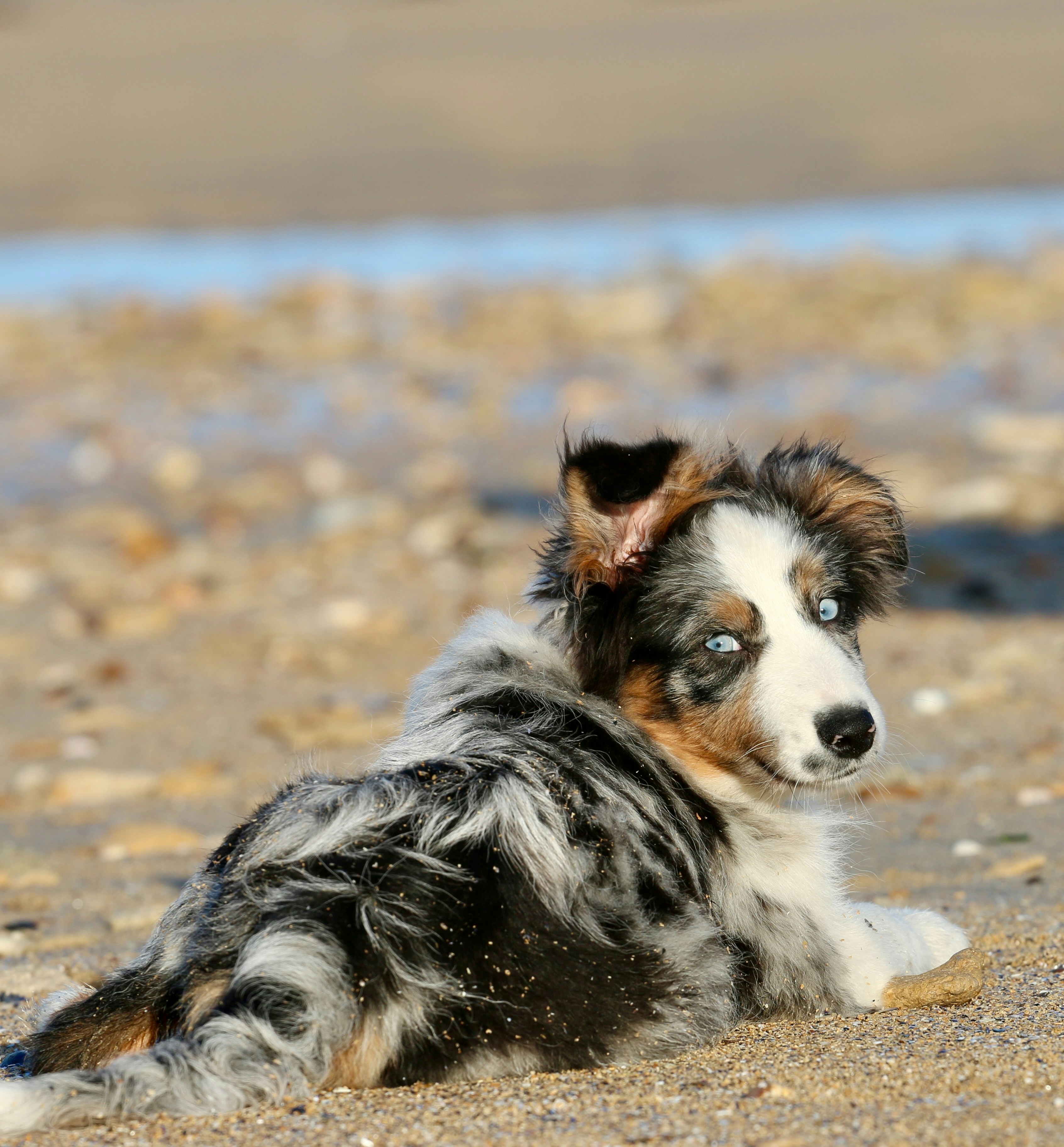 A playful dog lounges on the sandy beach, gazing back with bright blue eyes and a curious expression. The sun highlights its fluffy coat against the shimmering water in the background.