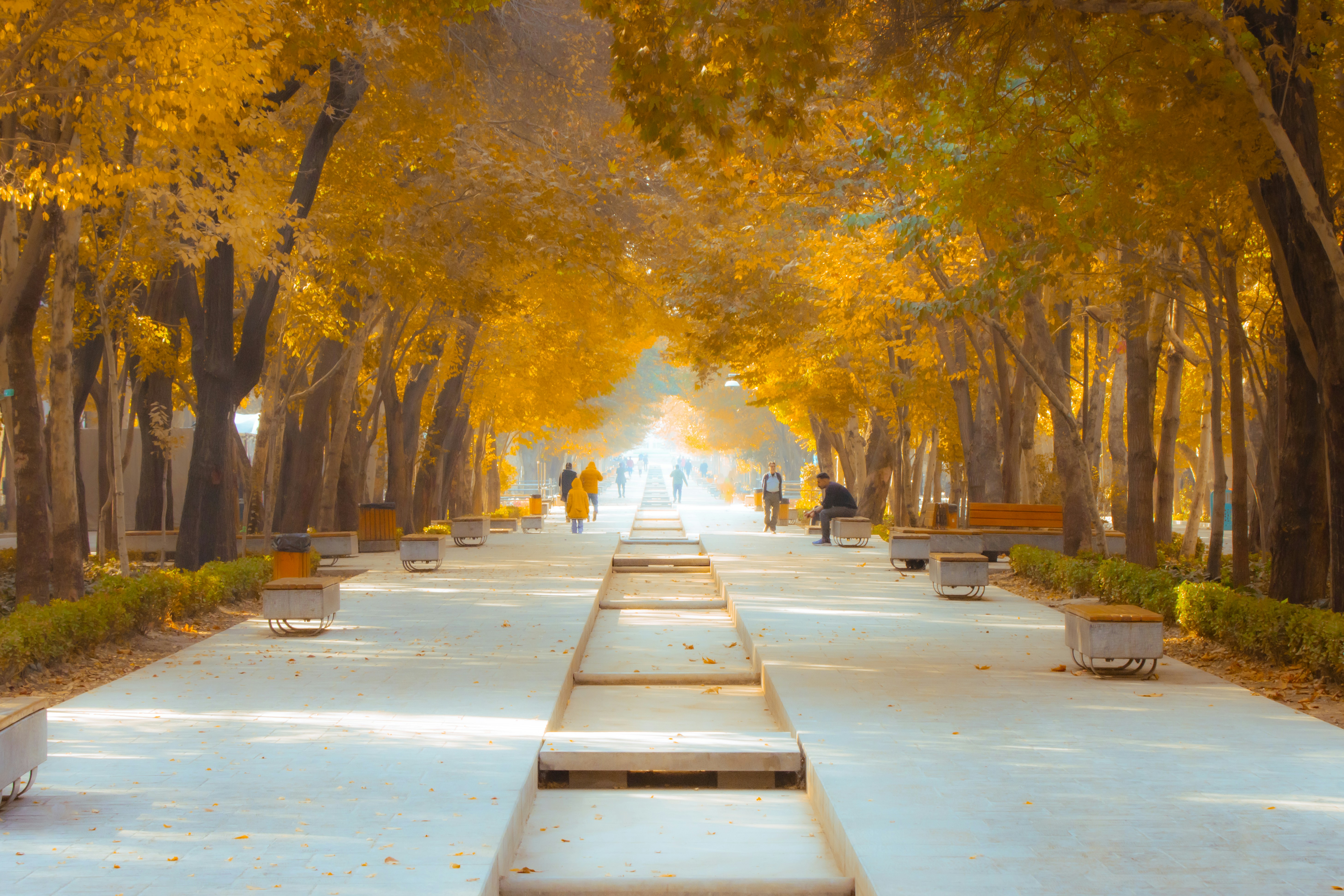 Autumn Boulevard: Blue Pathway Framed by a Golden Canopy