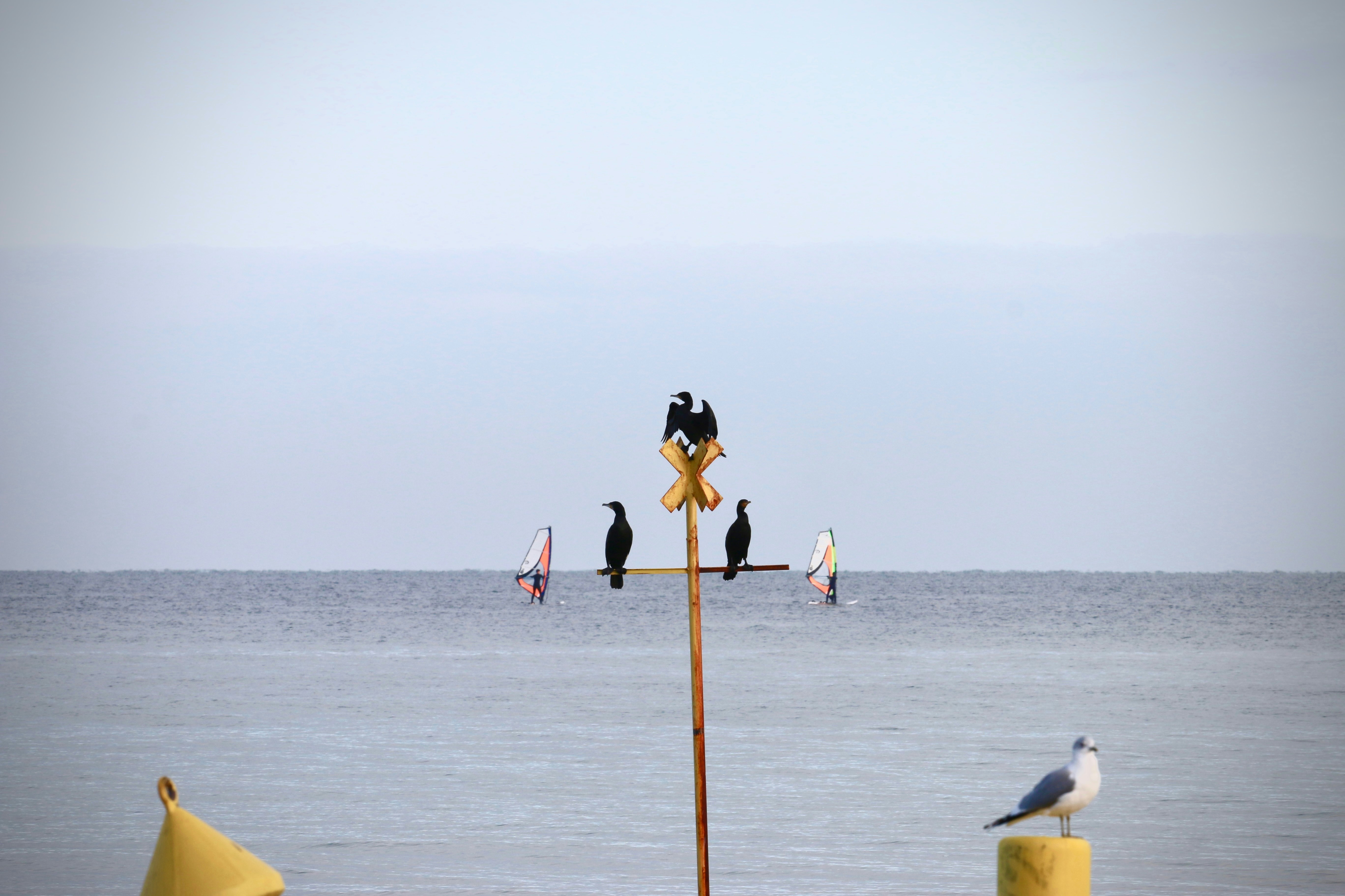 Seaside Signpost with Perched Birds Framing a Calm Horizon