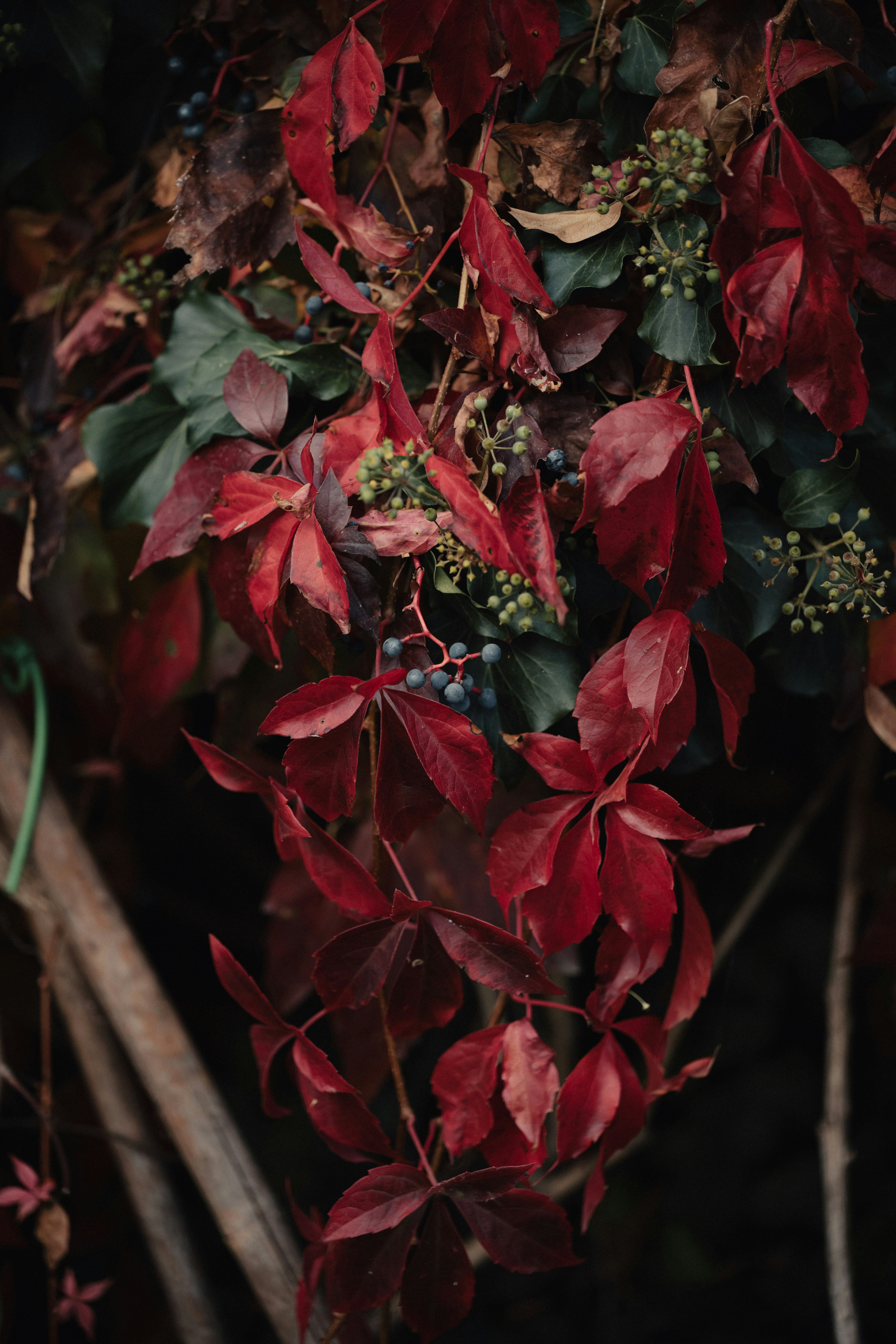 Crimson Veil: A Close-Up of Autumn Leaves and Hidden Berries