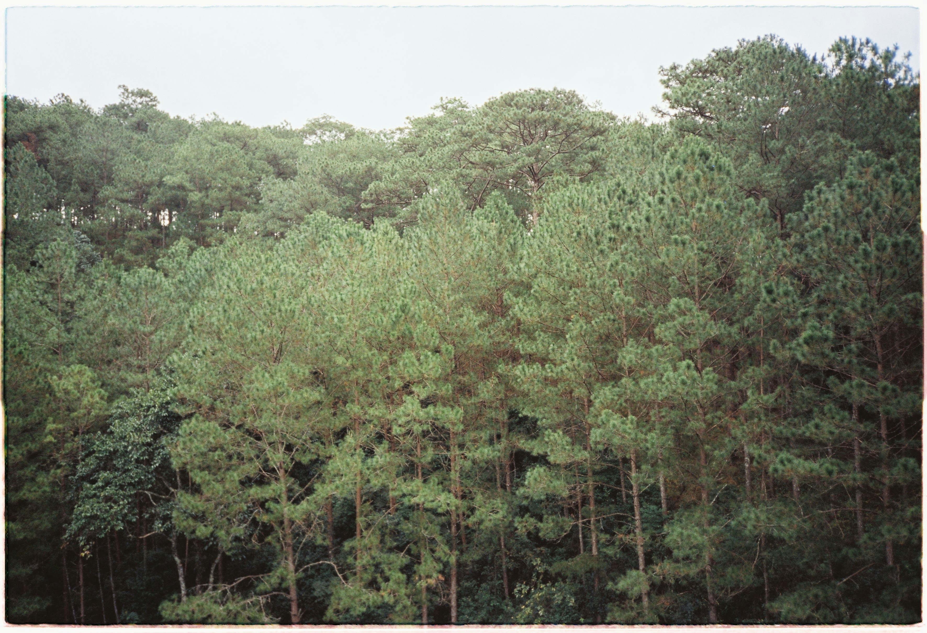A forest filled with lots of green trees photo – Free Forest Image on ...