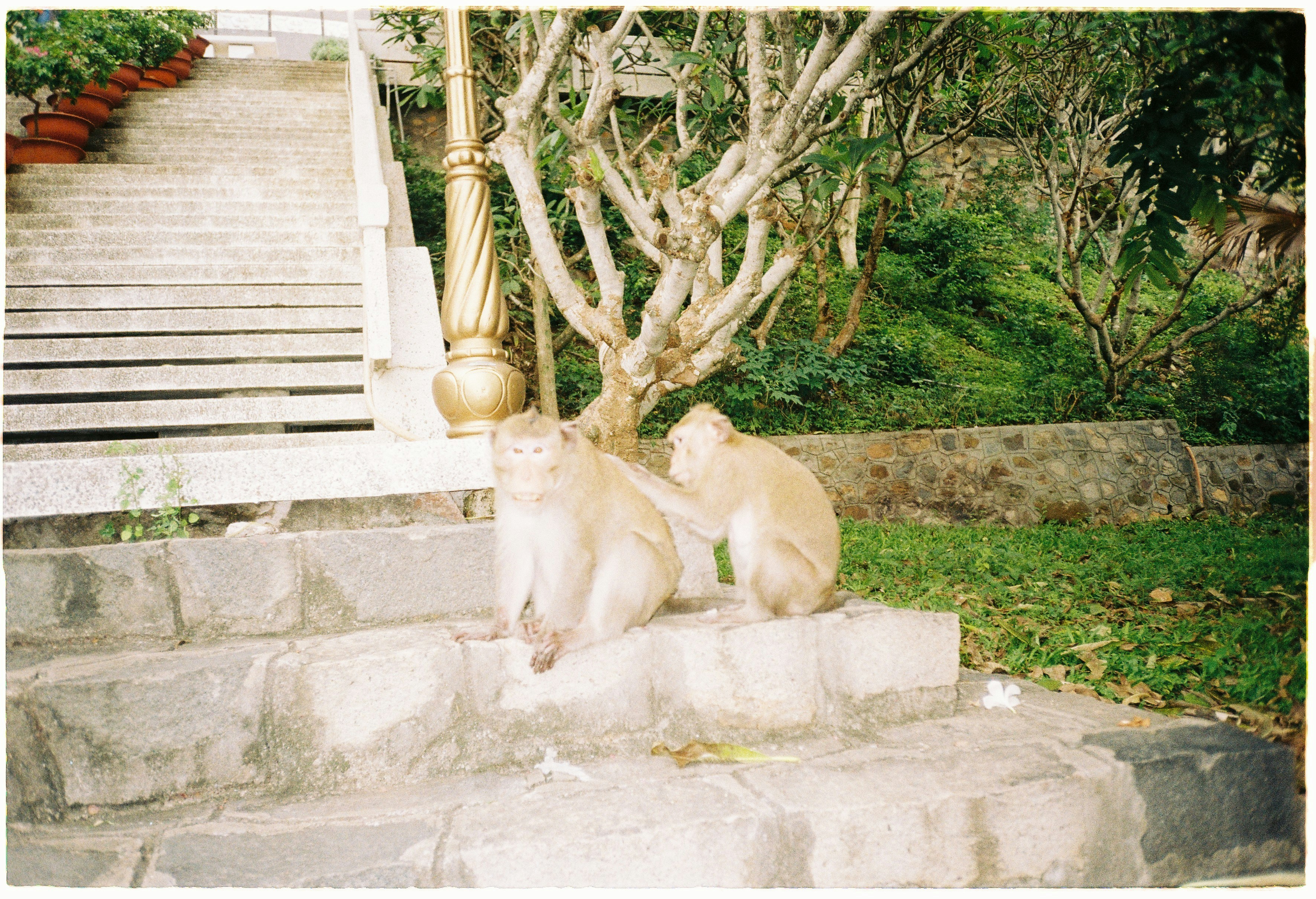 Monkeys at the Terrace