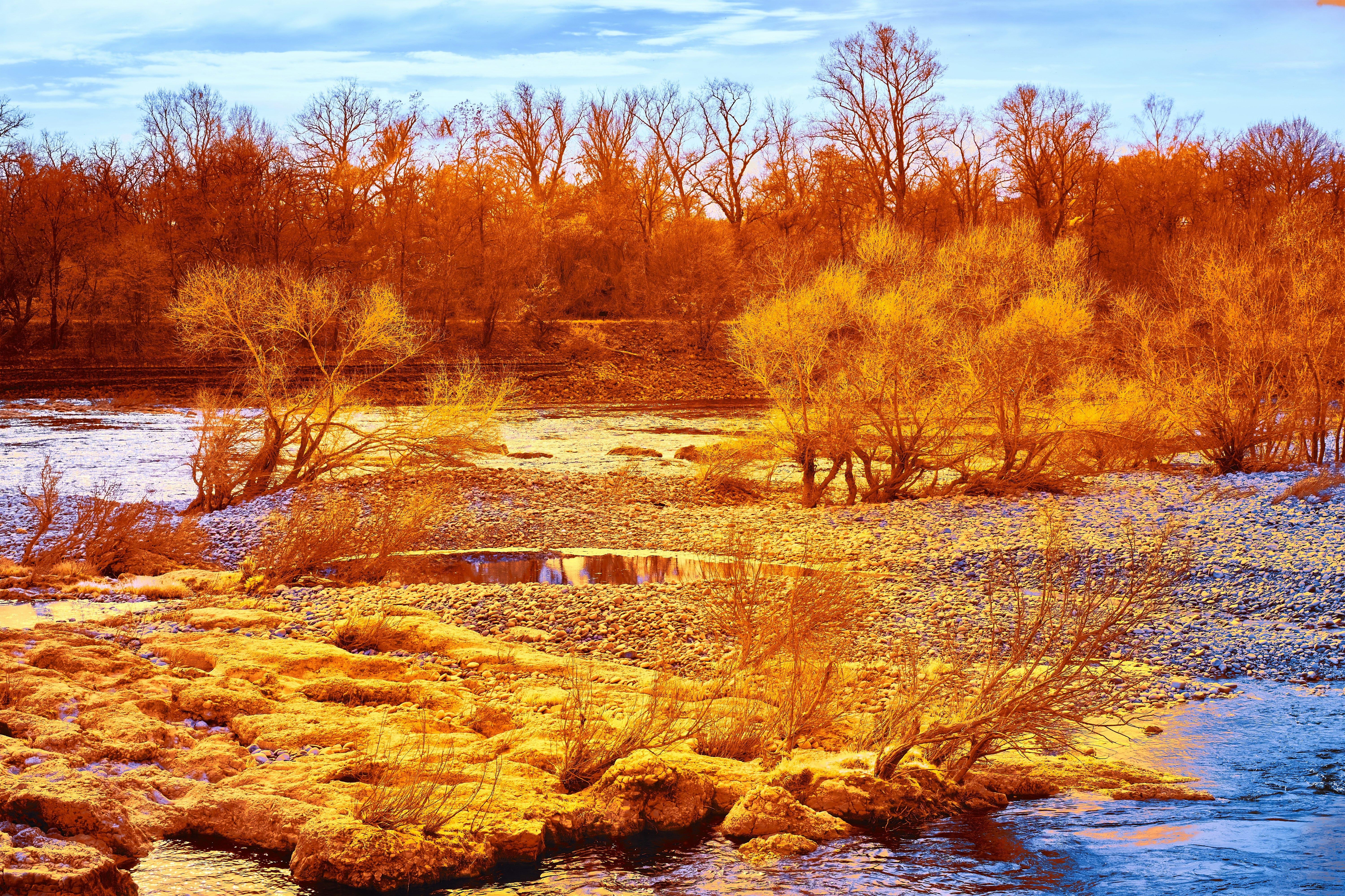 Amber Willows by a Sunlit Riverbank: A Quiet Fire in the Landscape