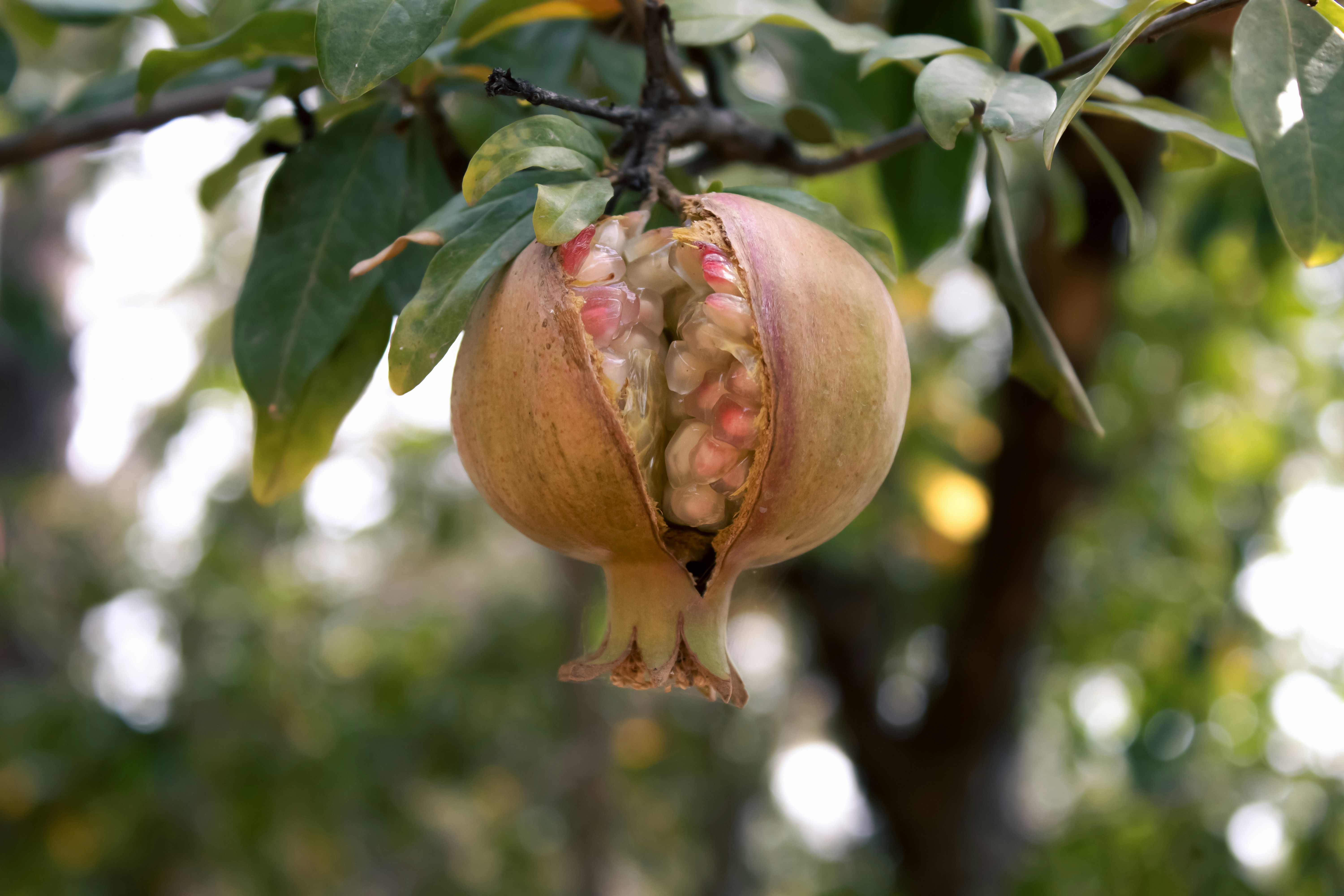 A pomegranate hanging from a tree branch photo – Free İzmir Image on ...