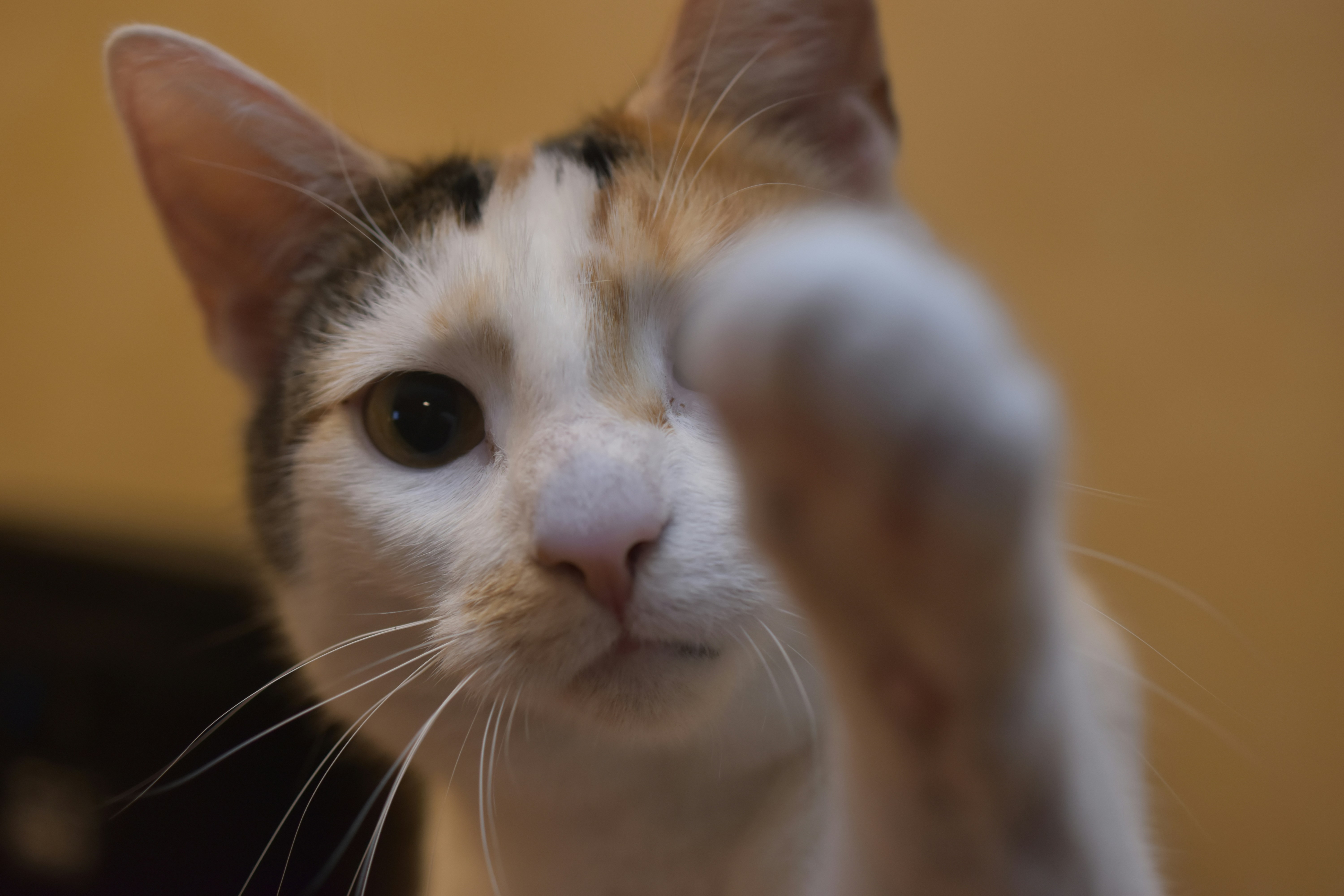 A close up of a cat pointing at the camera photo – Free Cat Image on ...
