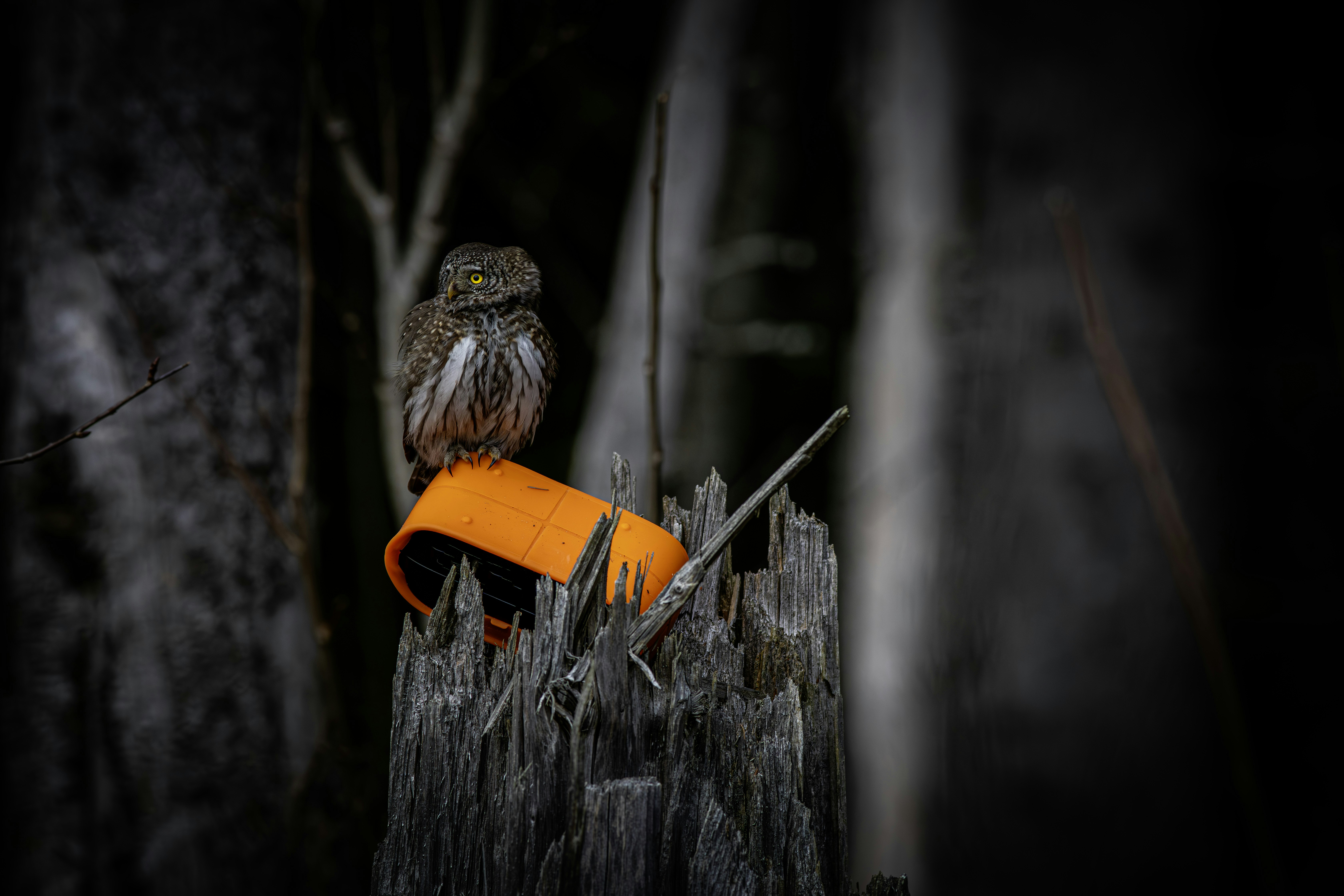 Night Sentinel on Weathered Wood: Owl Beside a Neon Orange Accent