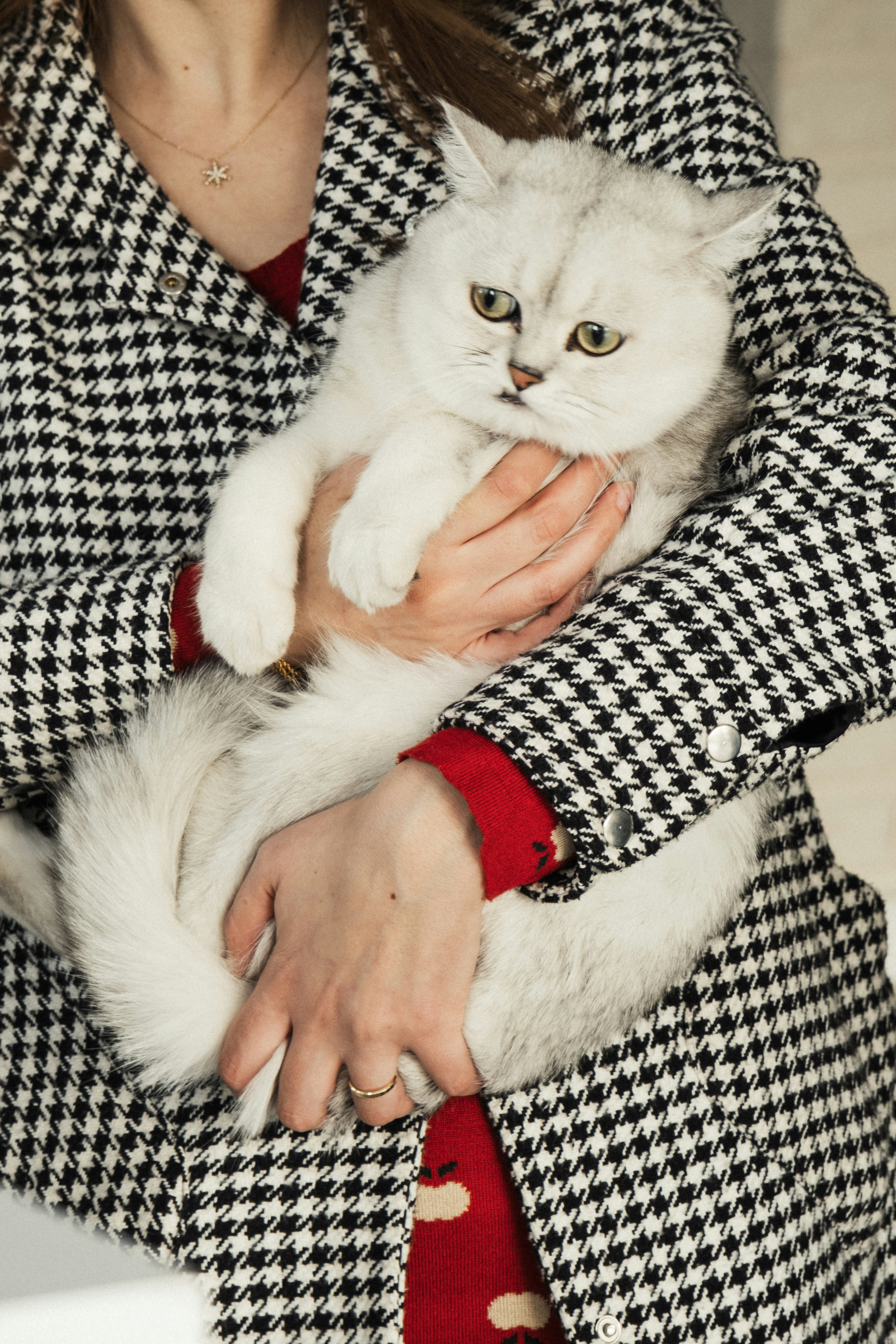 Contrasting Velvet: a cat nestled in a houndstooth embrace