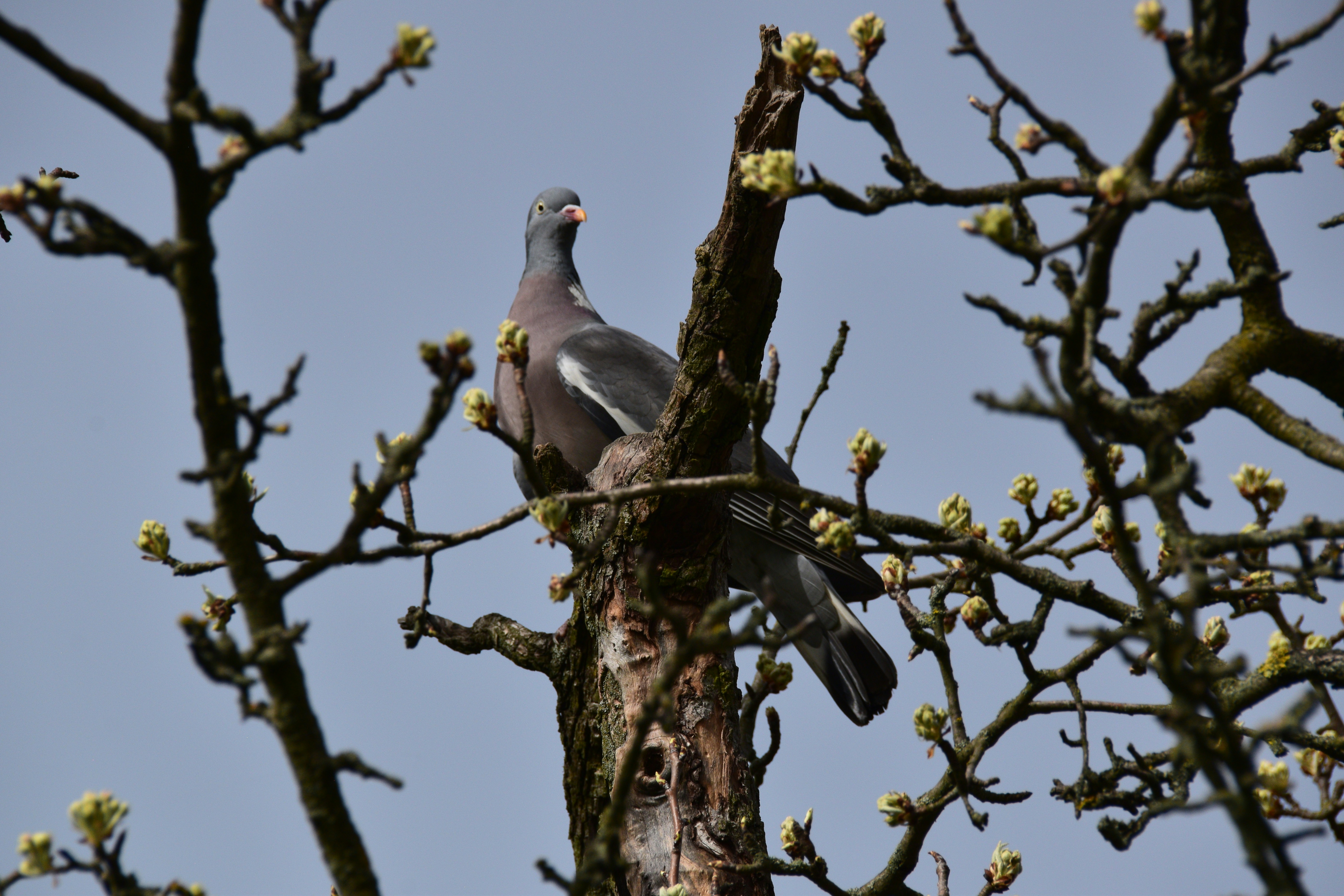 Pigeon perching amid budding branches against a clear sky