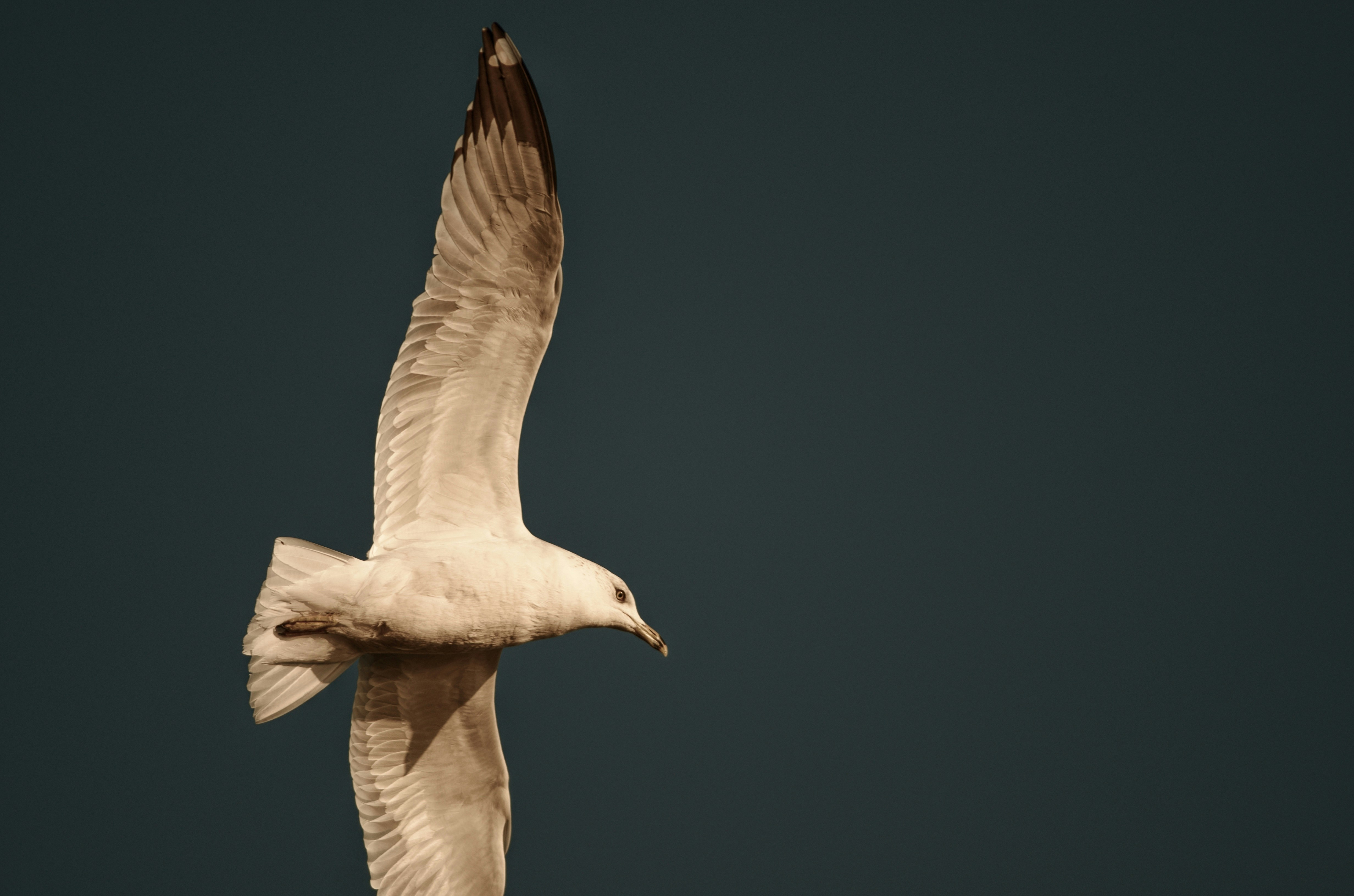 Sepia Glide: A Gull in Quiet Flight