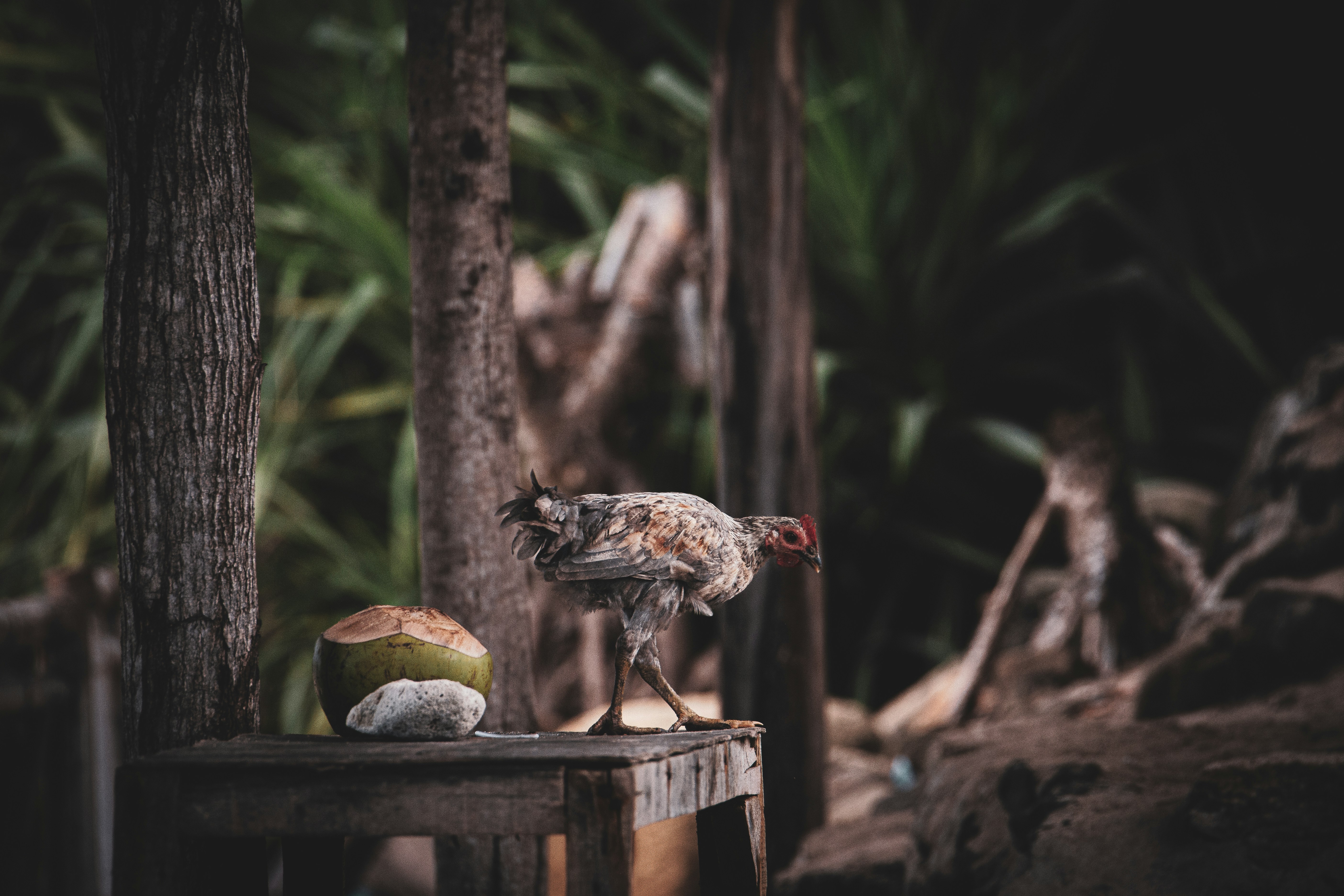 Worn Wood, Quiet Roost: A solitary hen on a weathered dock beneath dense foliage