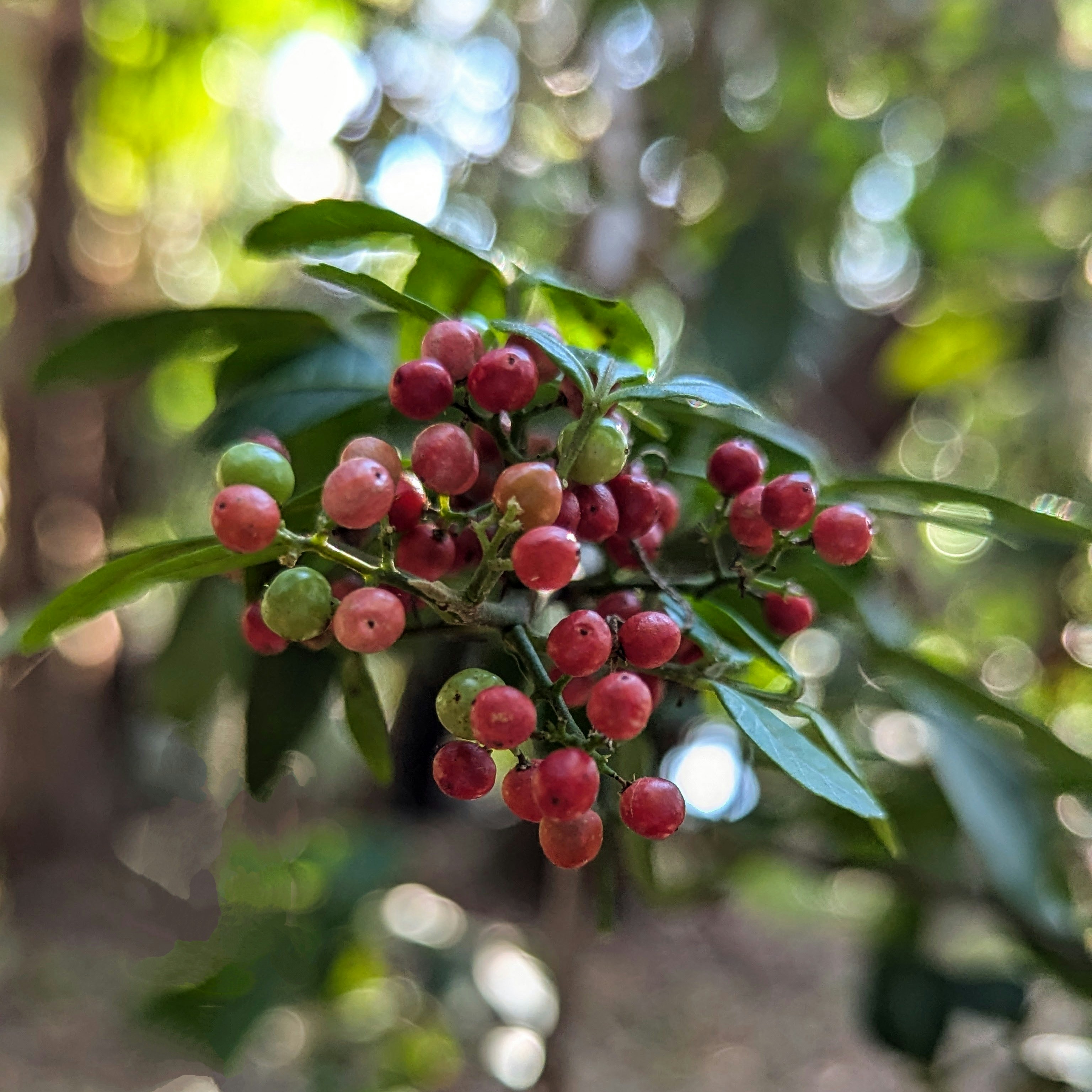 A bunch of berries hanging from a tree photo – Free Sarasota Image on ...