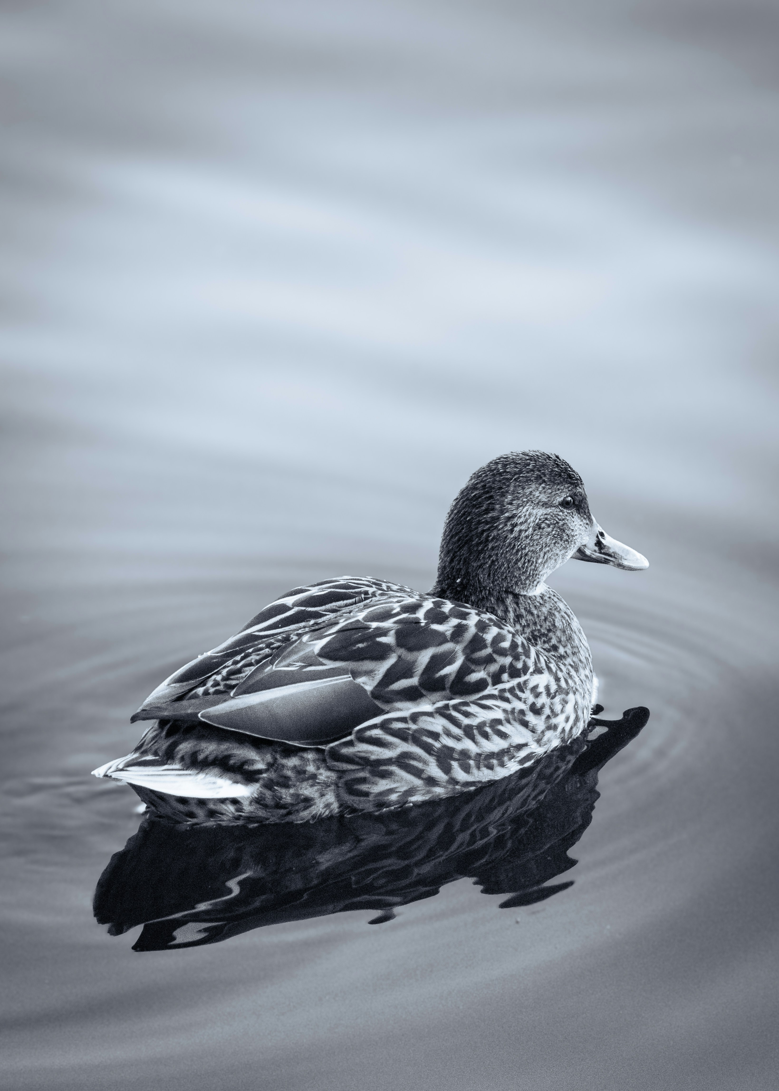 Drift of Dusk: A Mallard in Quiet Blue Ripples