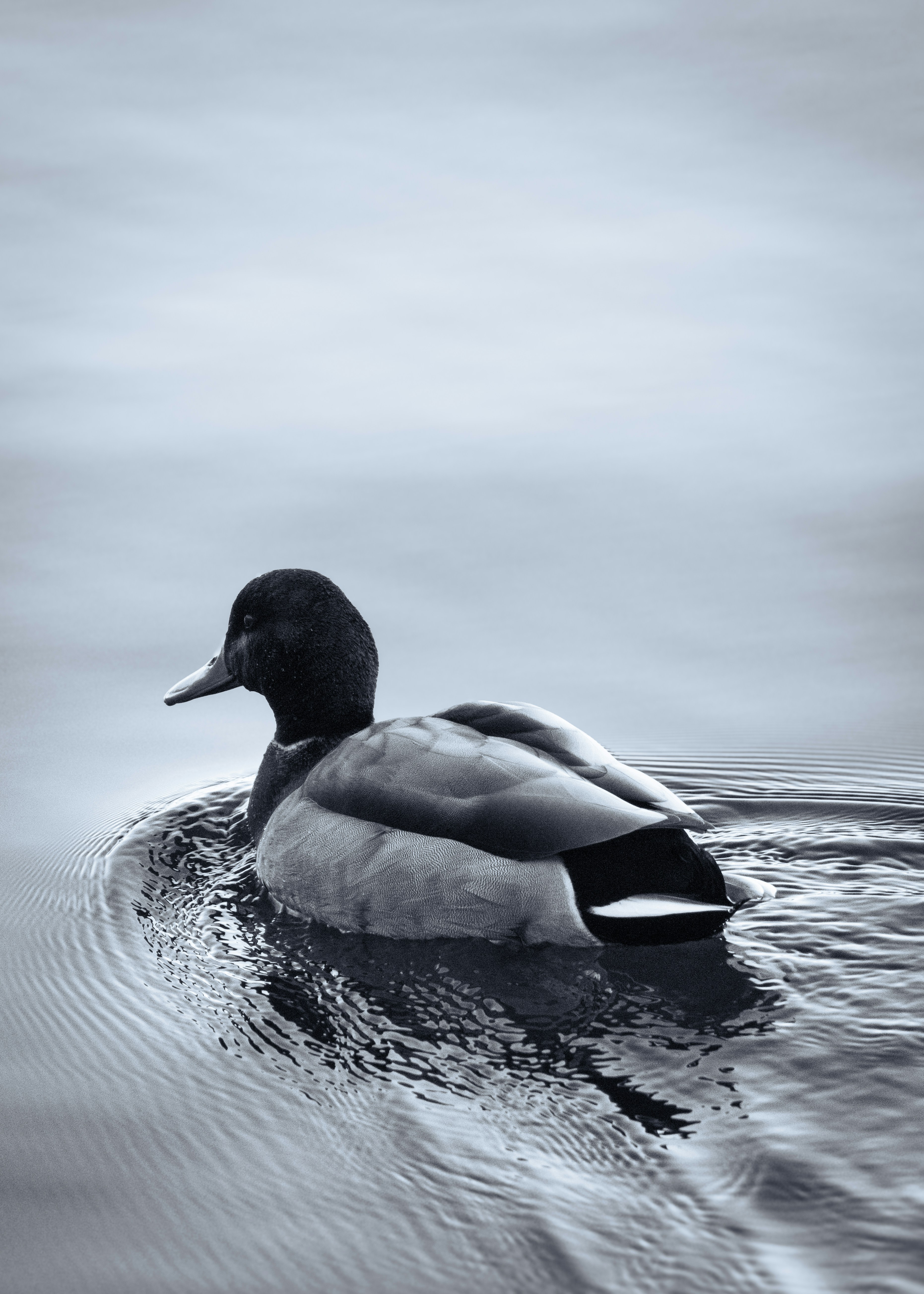 Monochrome Glide: A Mallard Tracing Quiet Ripples