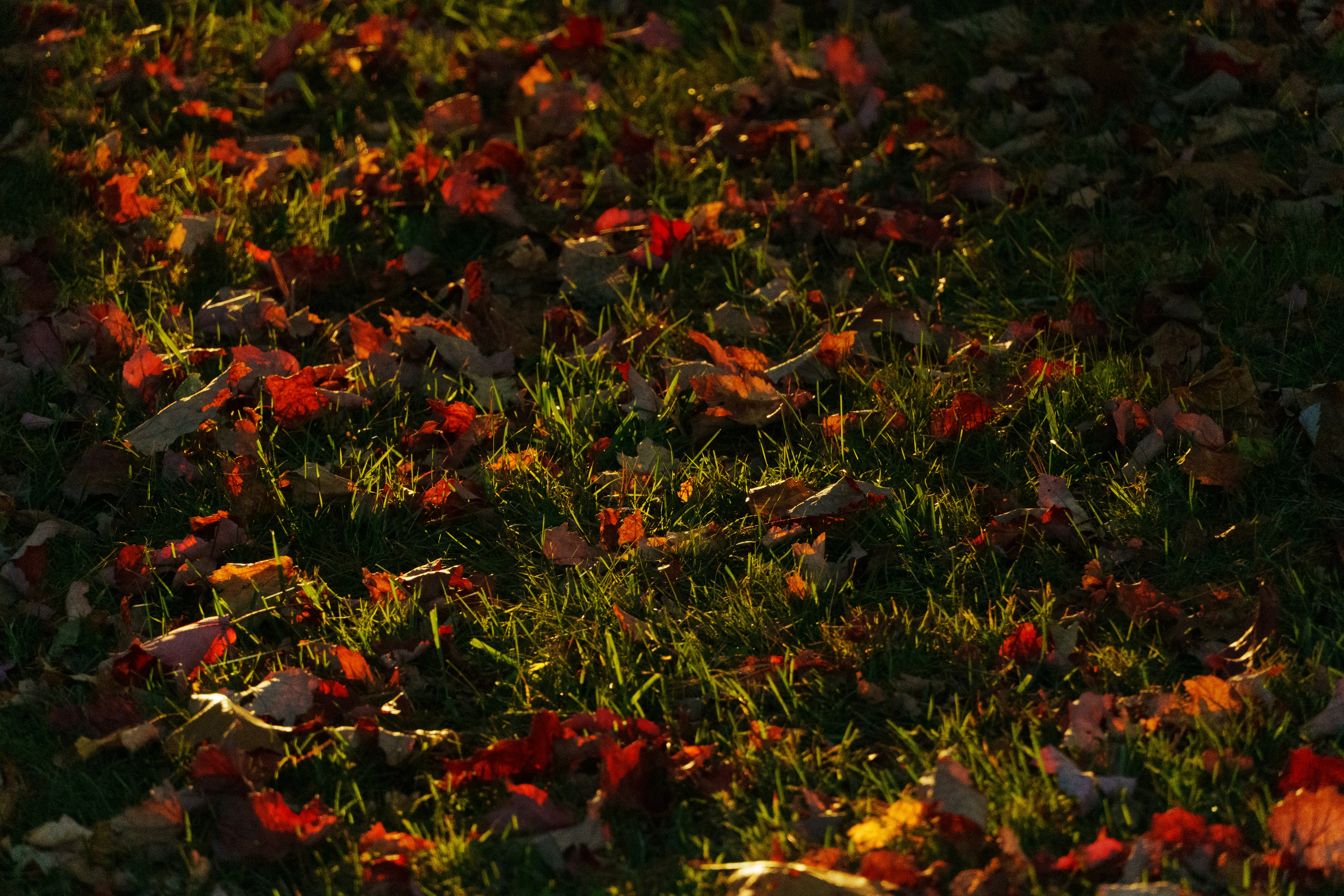 Scattered autumn leaves in vibrant hues blanket a grassy ground, illuminated by soft, warm light. The interplay of colors creates a rich, textured scene.