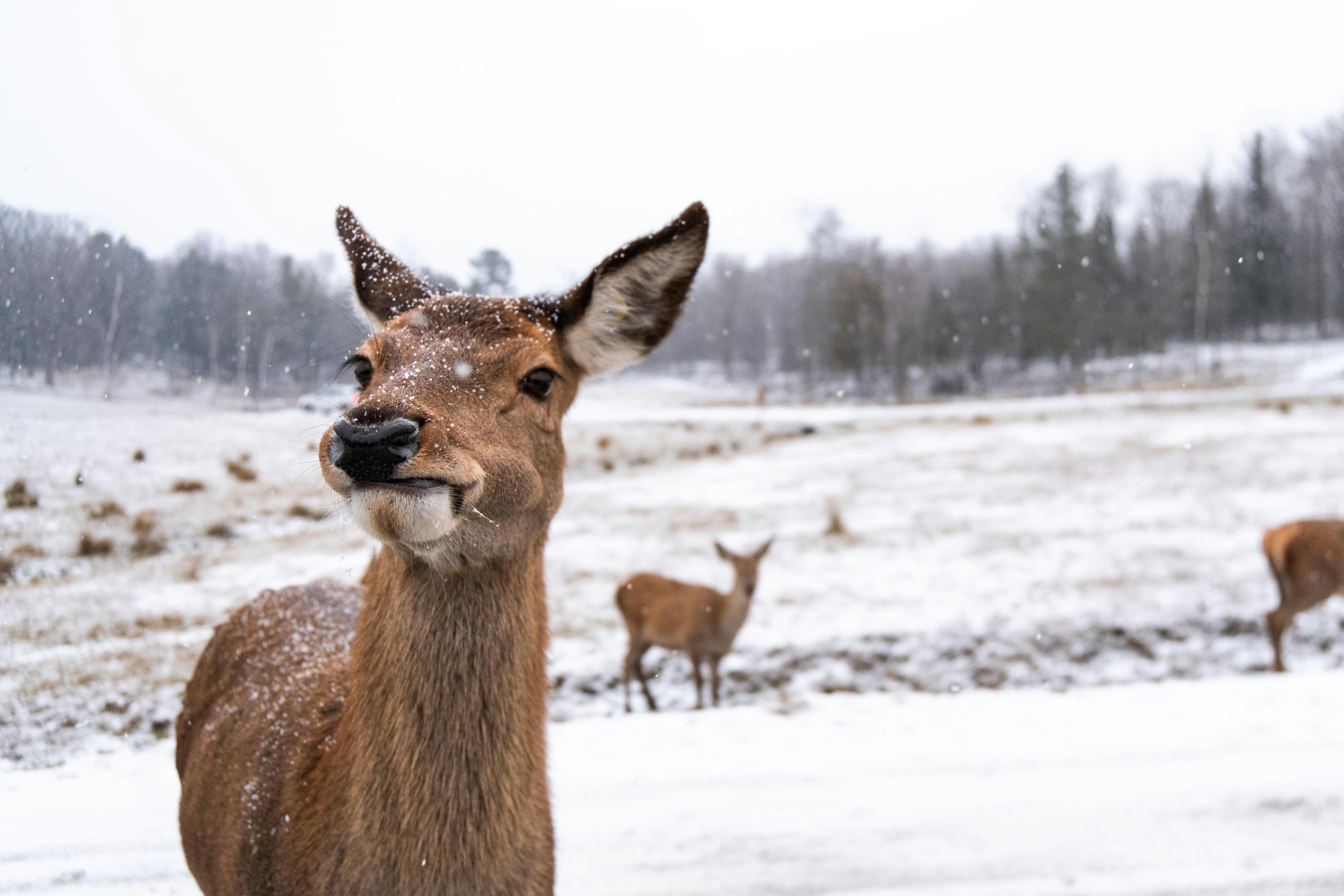Deer standing in a snowy landscape with a forested background.