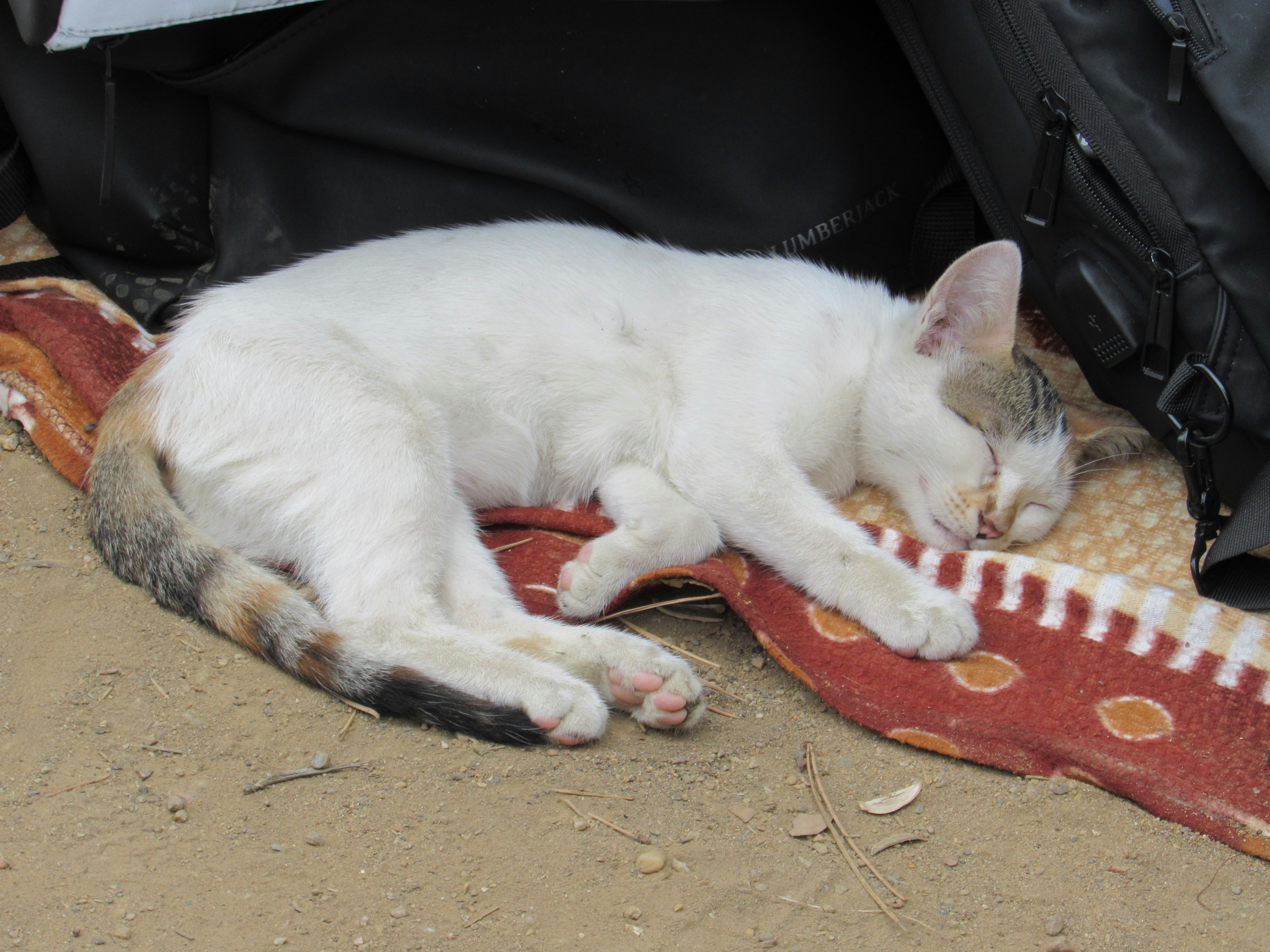 White cat naps on a red-patterned blanket beside a backpack in dusty sunlight