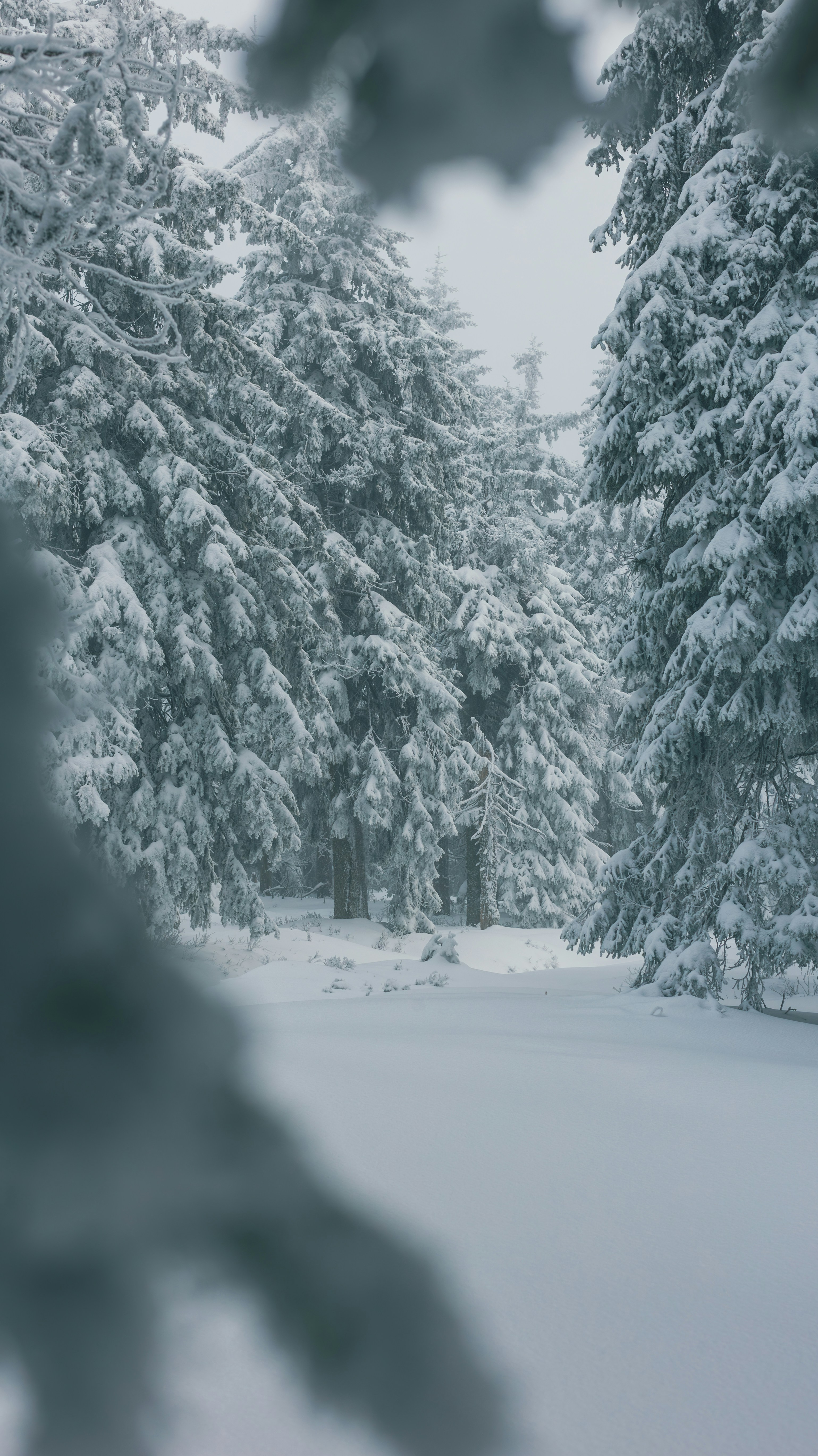 A snow covered forest filled with lots of trees photo – Free Forest ...