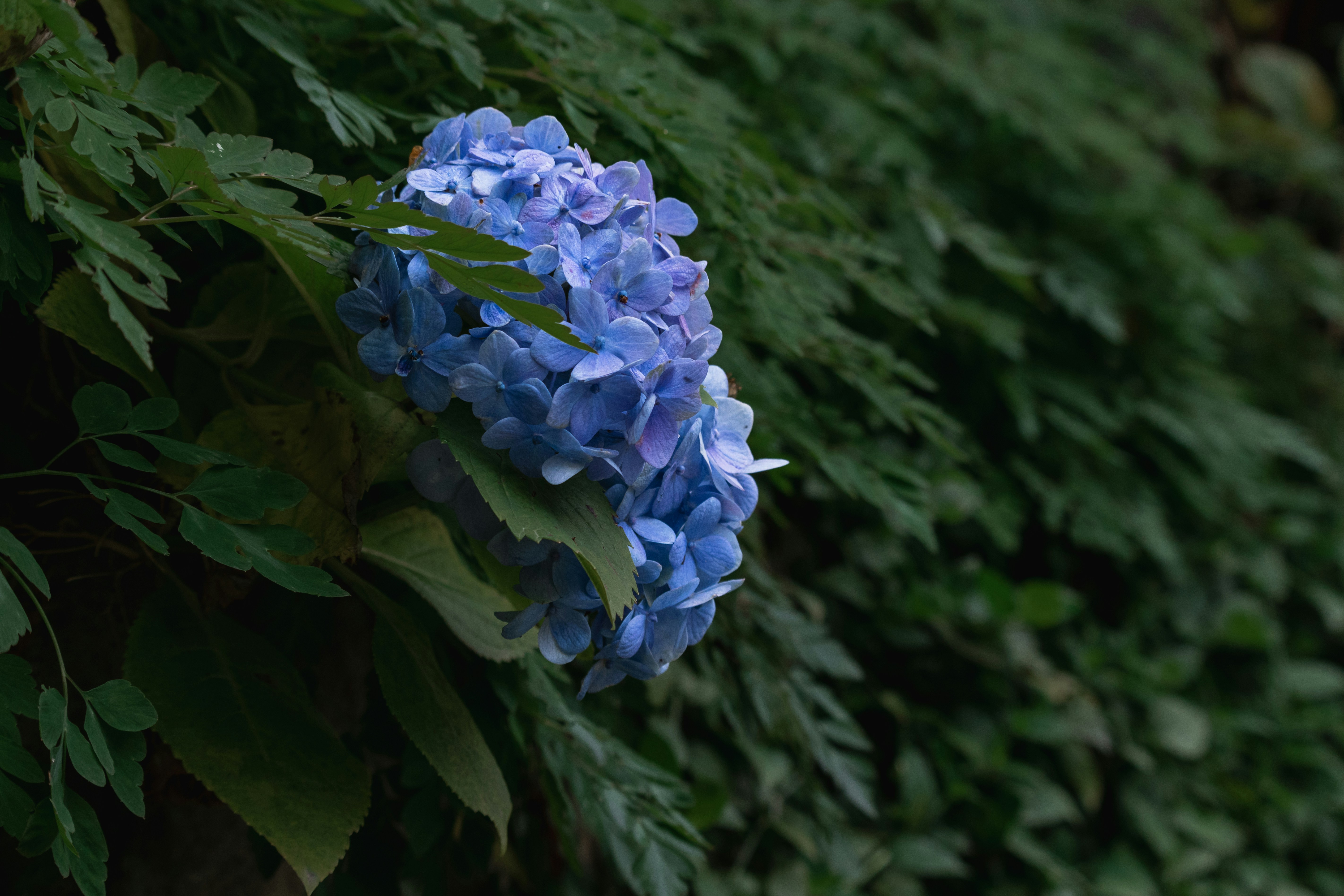 Whisper of Blue Amidst Greenery