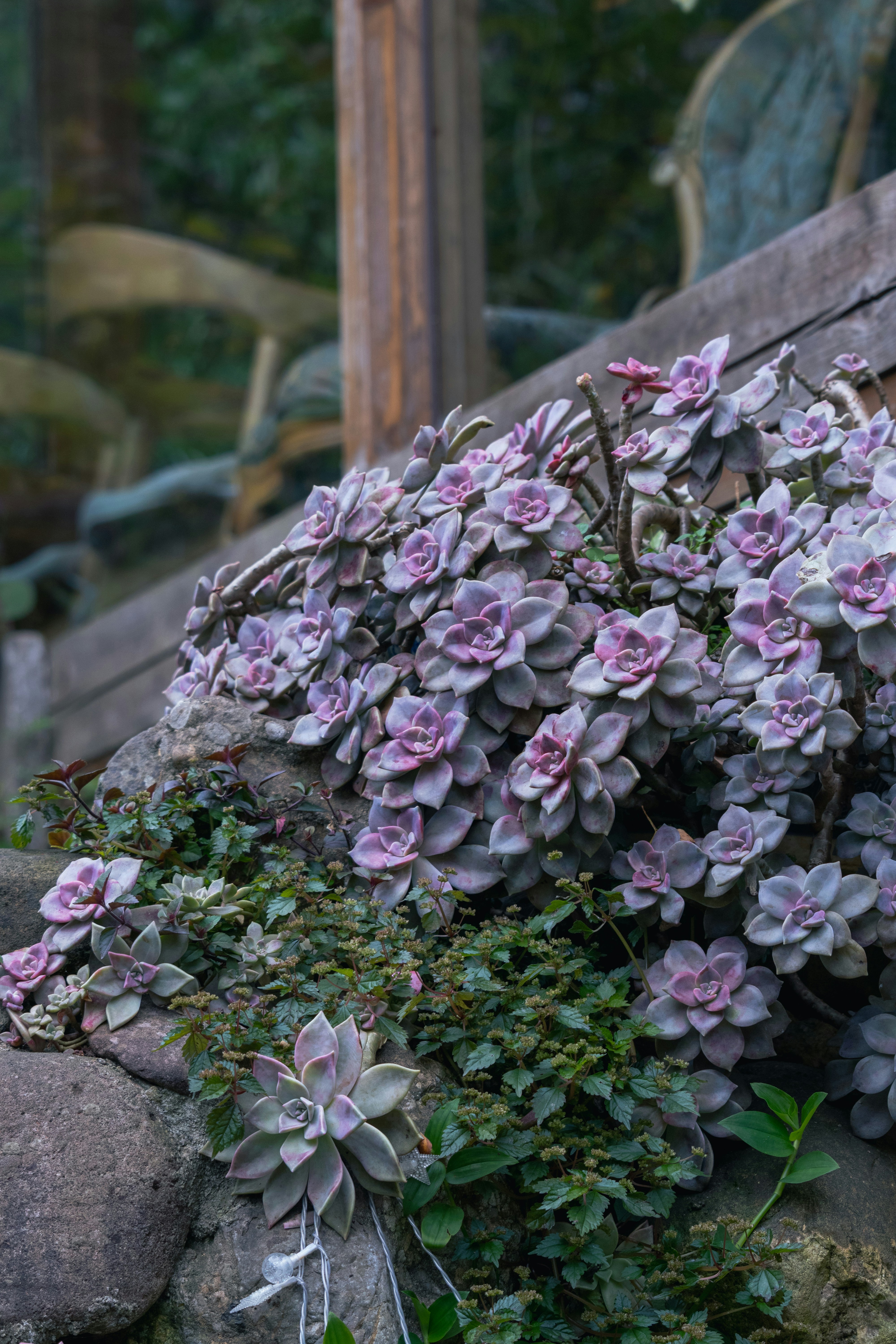 Purple Succulent Cascade by Weathered Steps