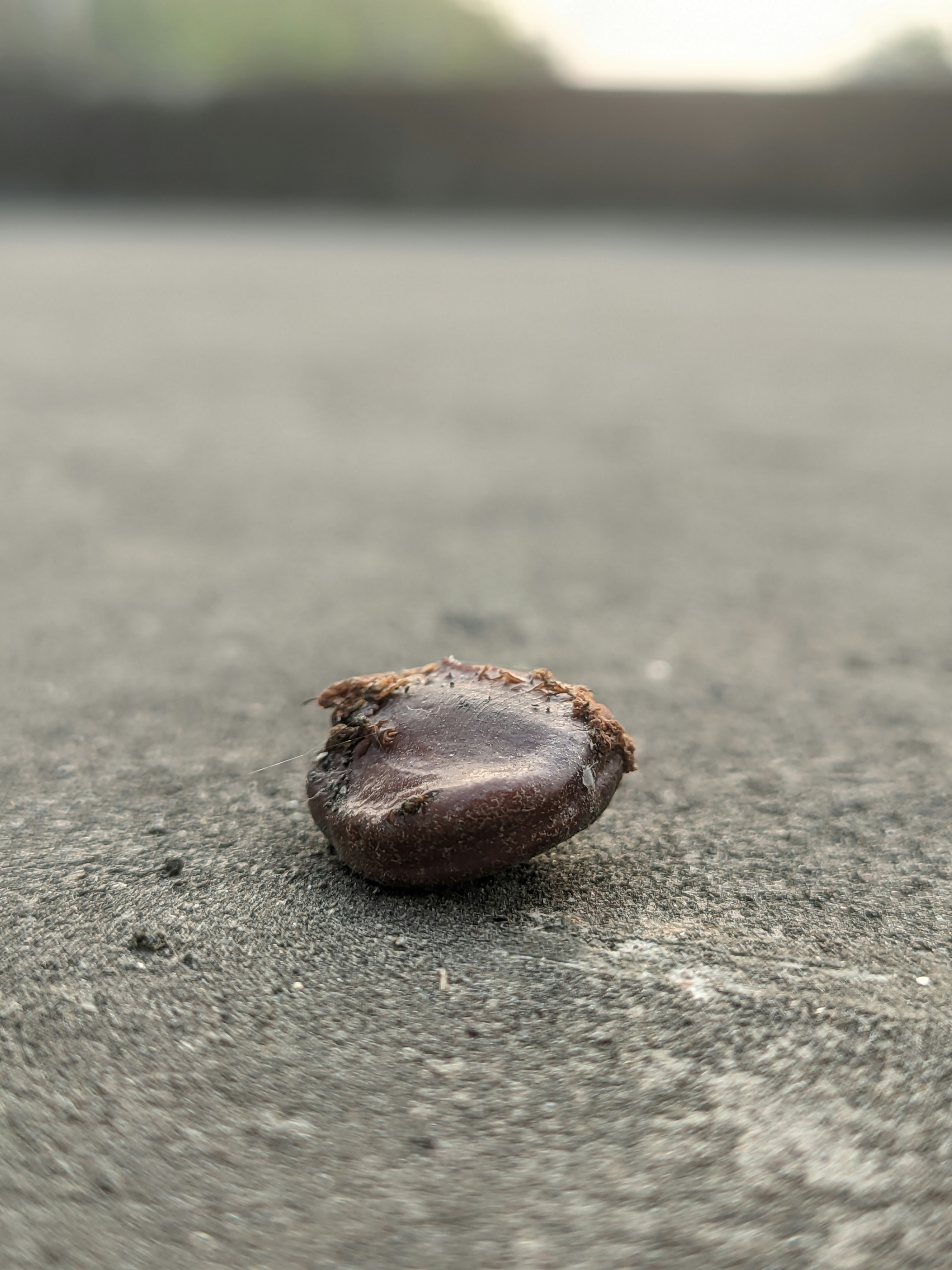 Macro photograph of a lone chestnut resting on rough asphalt, with a soft background blur that emphasizes texture.