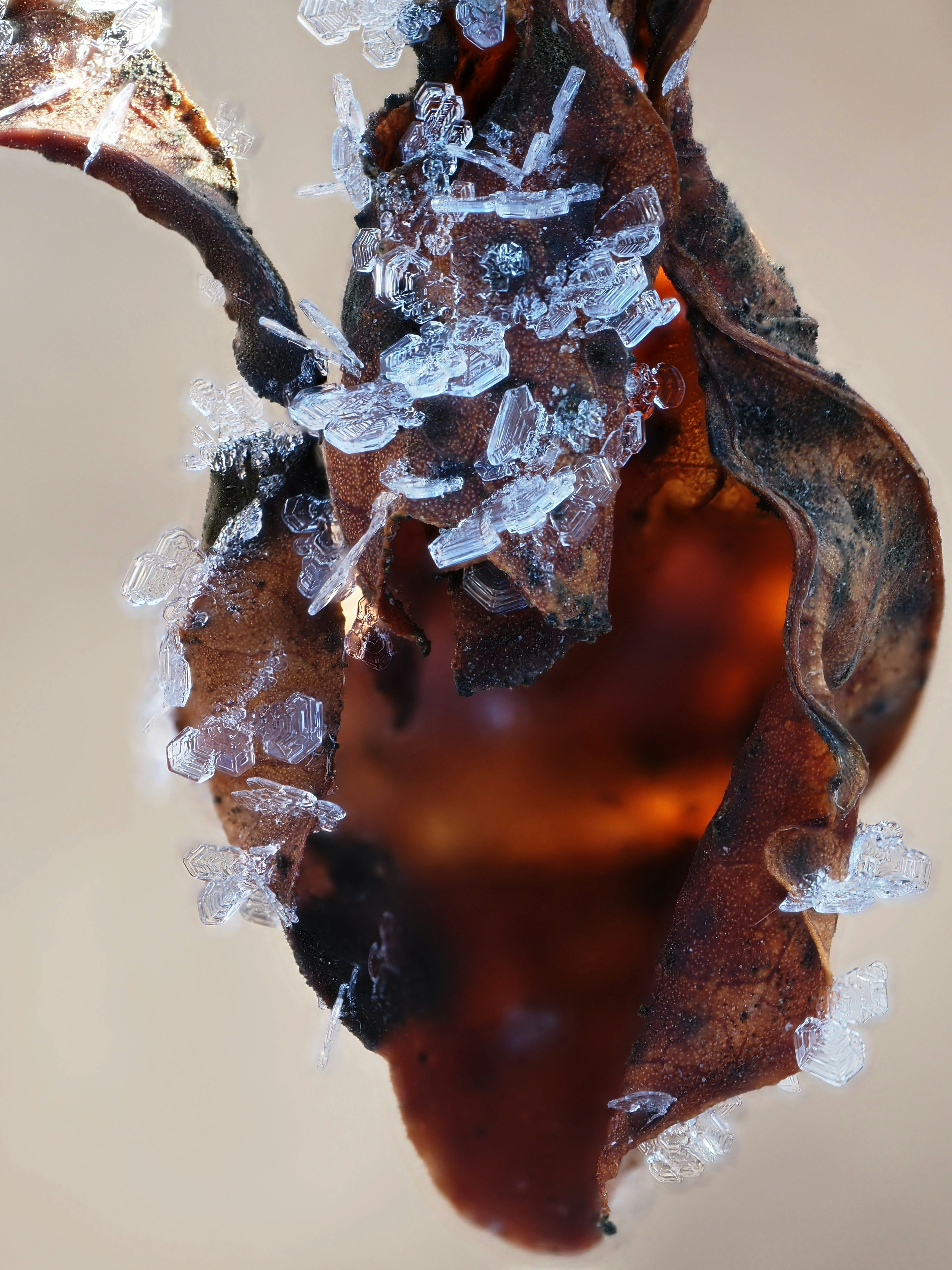 Crystal Filigree on a Withered Leaf