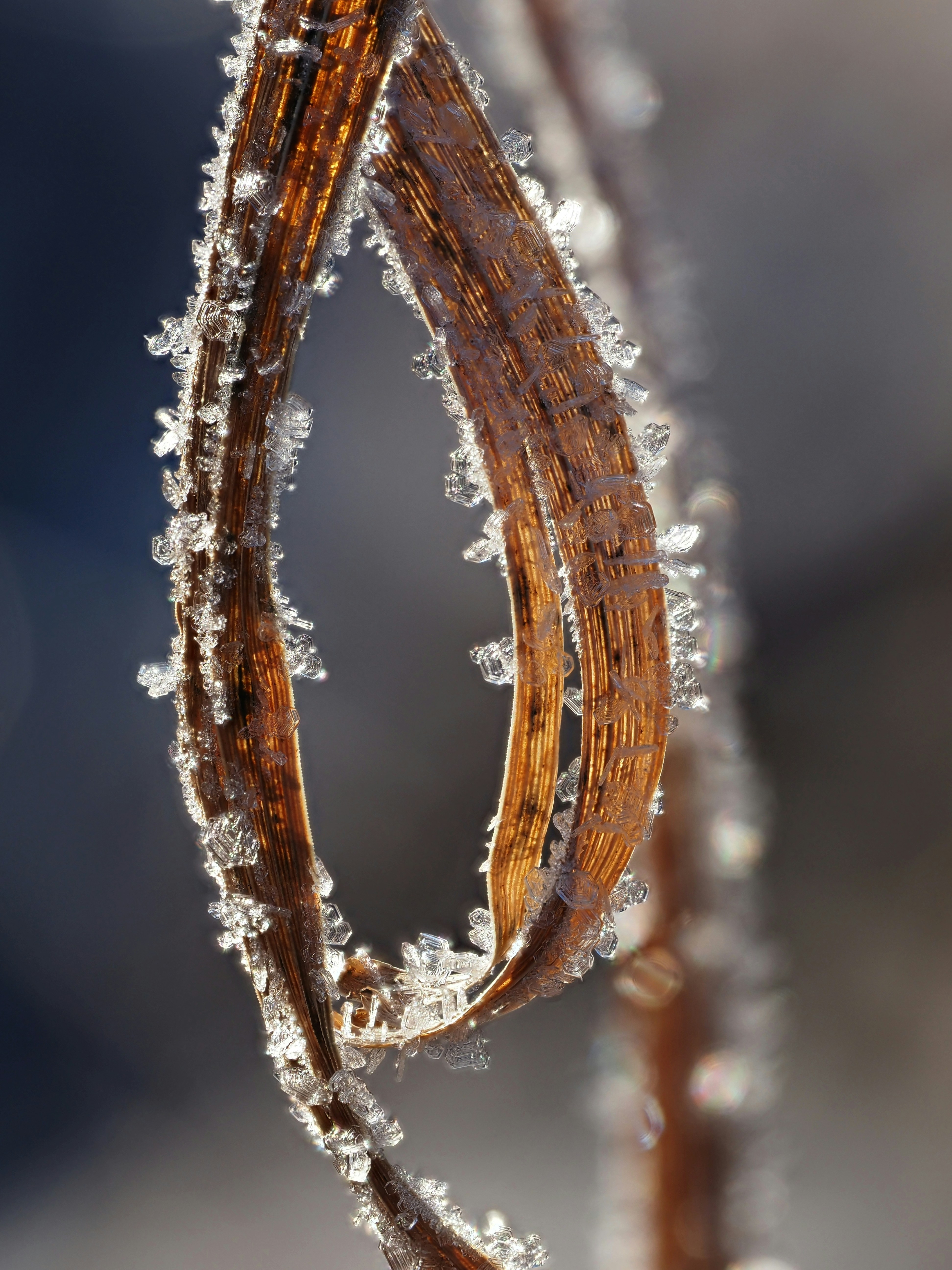 dry plants decorated with frost