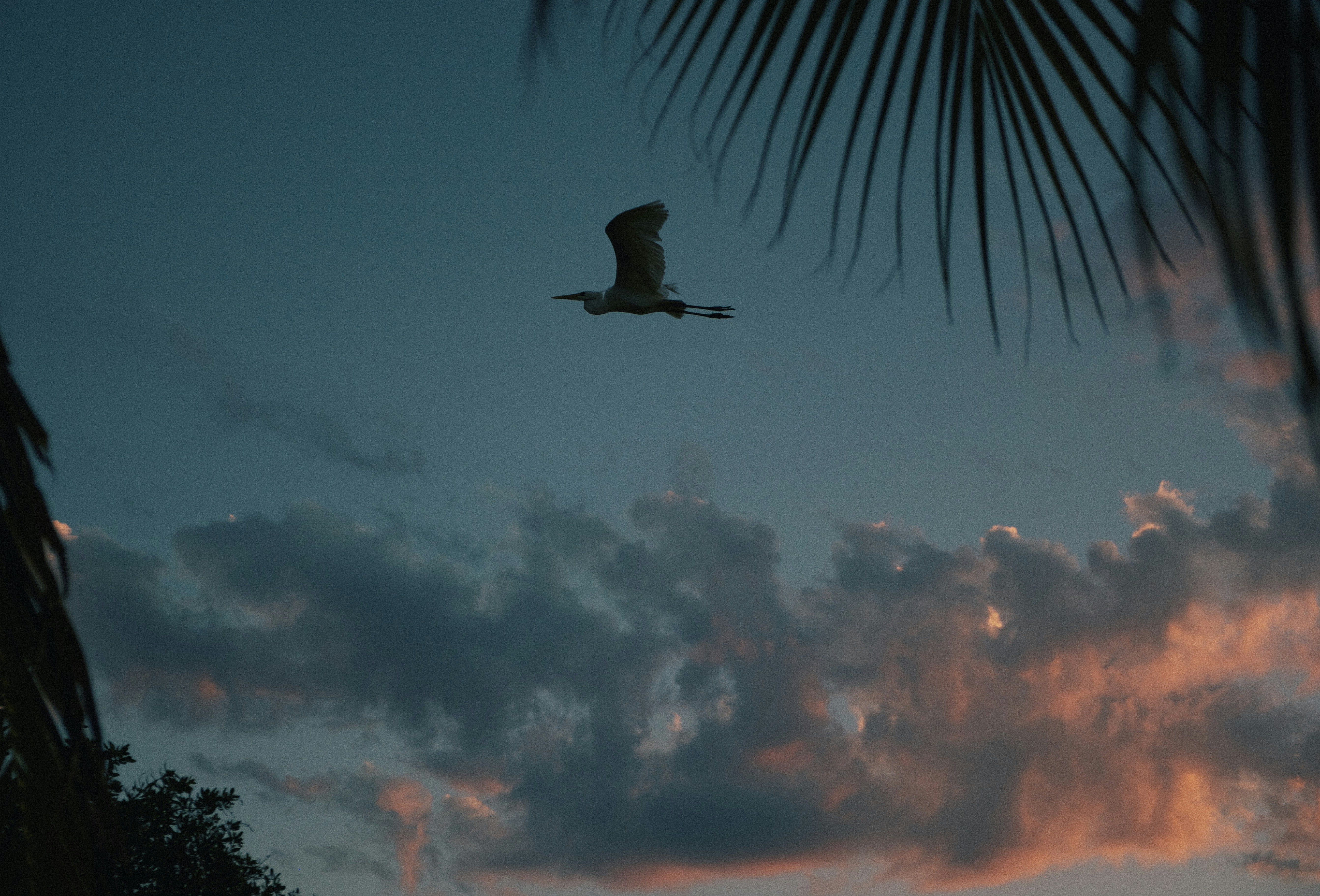 Bird in Twilight over Velvet Clouds