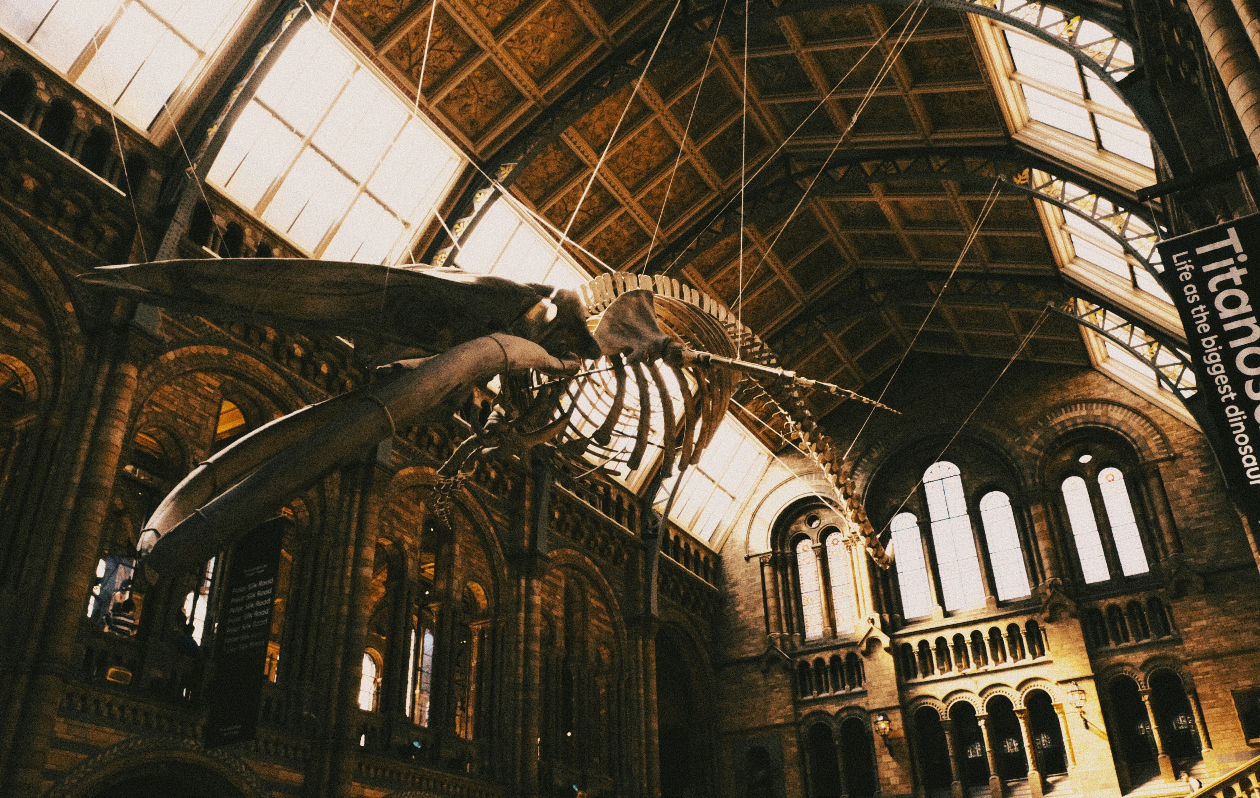 A majestic whale skeleton suspended in a grand hall, showcasing intricate architectural details and natural light filtering through large windows.
