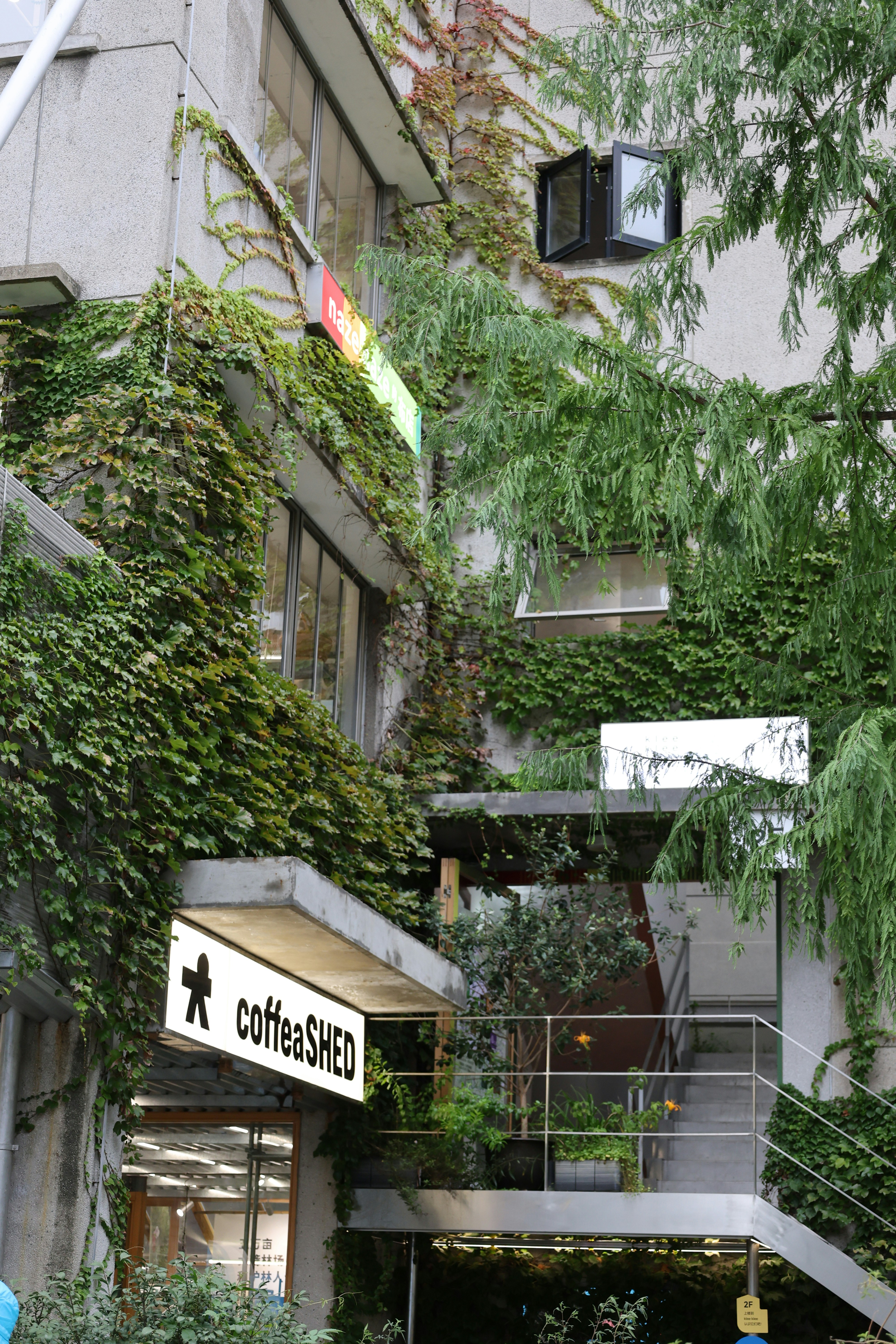 Verdant Veil Over a Quiet Coffee Shed