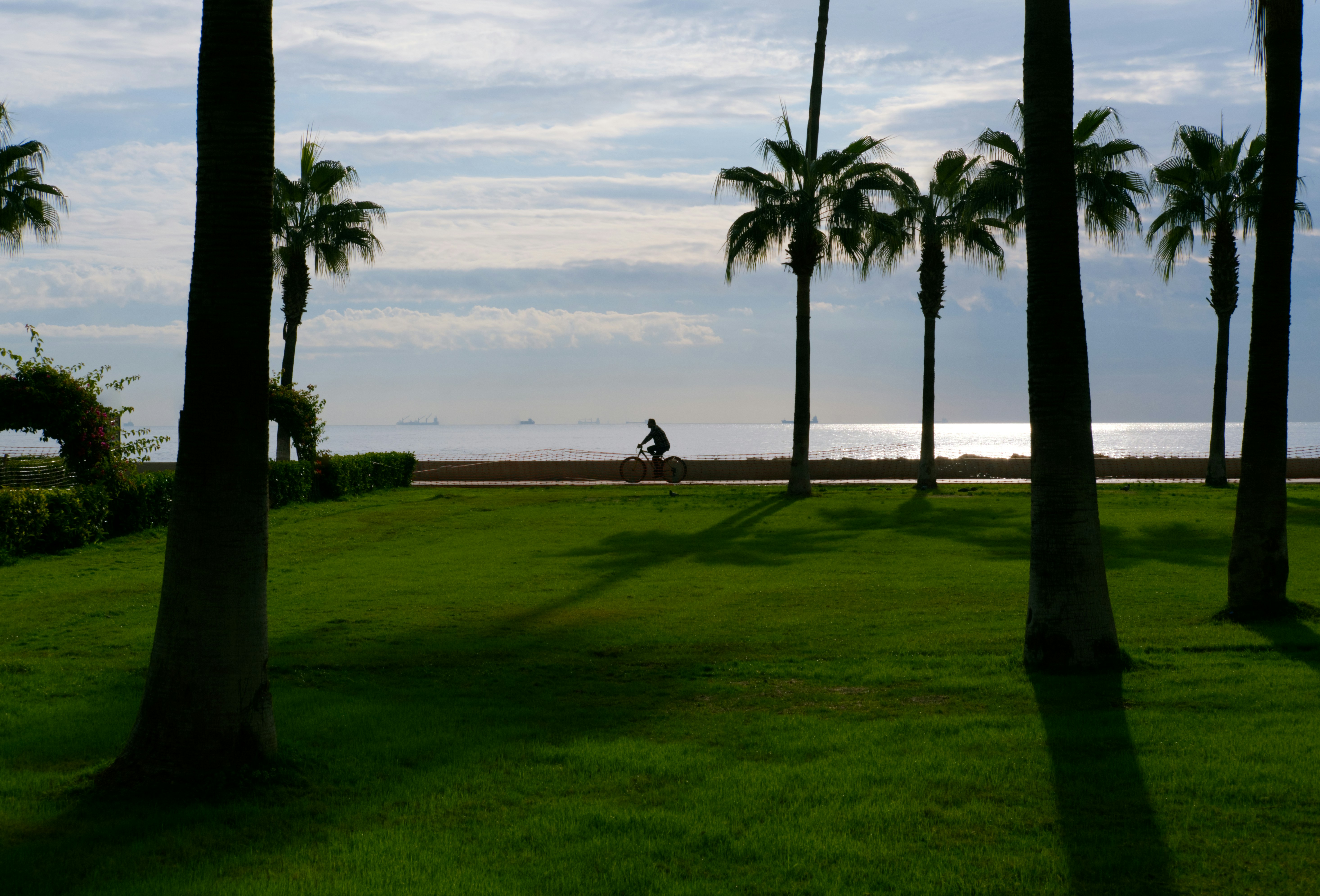 Lone Cyclist on a Palm-Fringed Promenade by the Sea