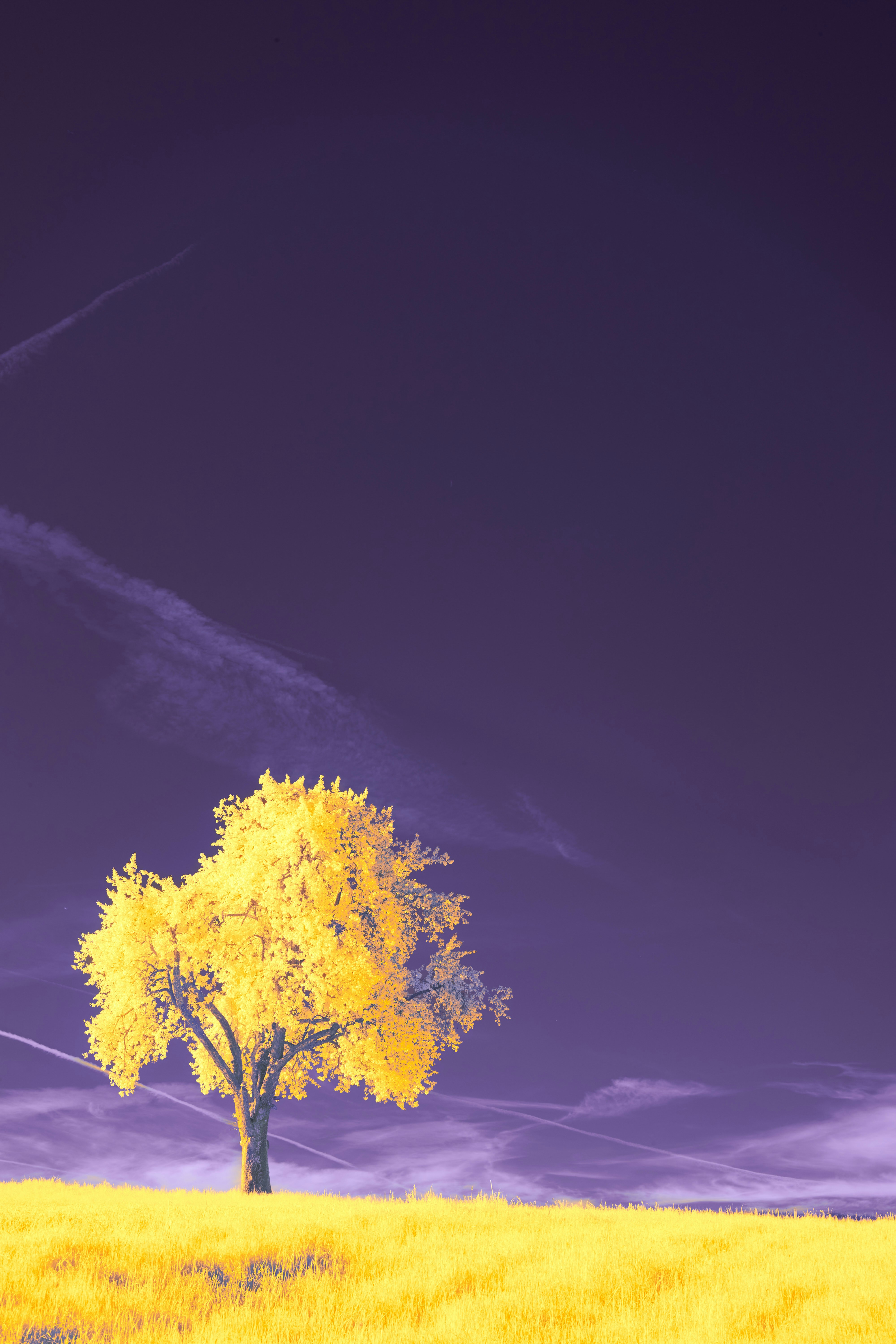 Golden Canopy under a Violet Dusk