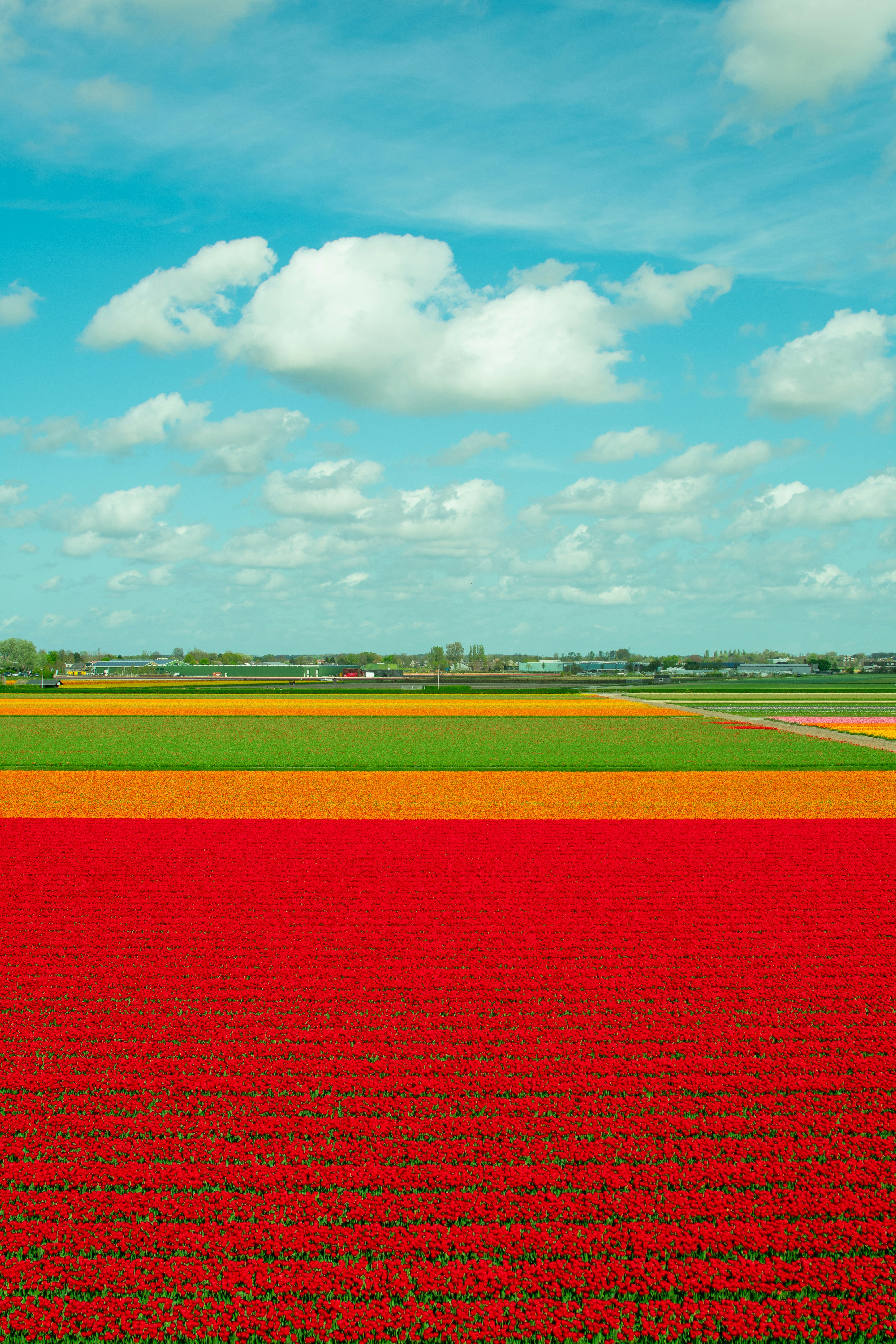 Crimson Tulip Sea: Rows of Color Across a Farmland Horizon