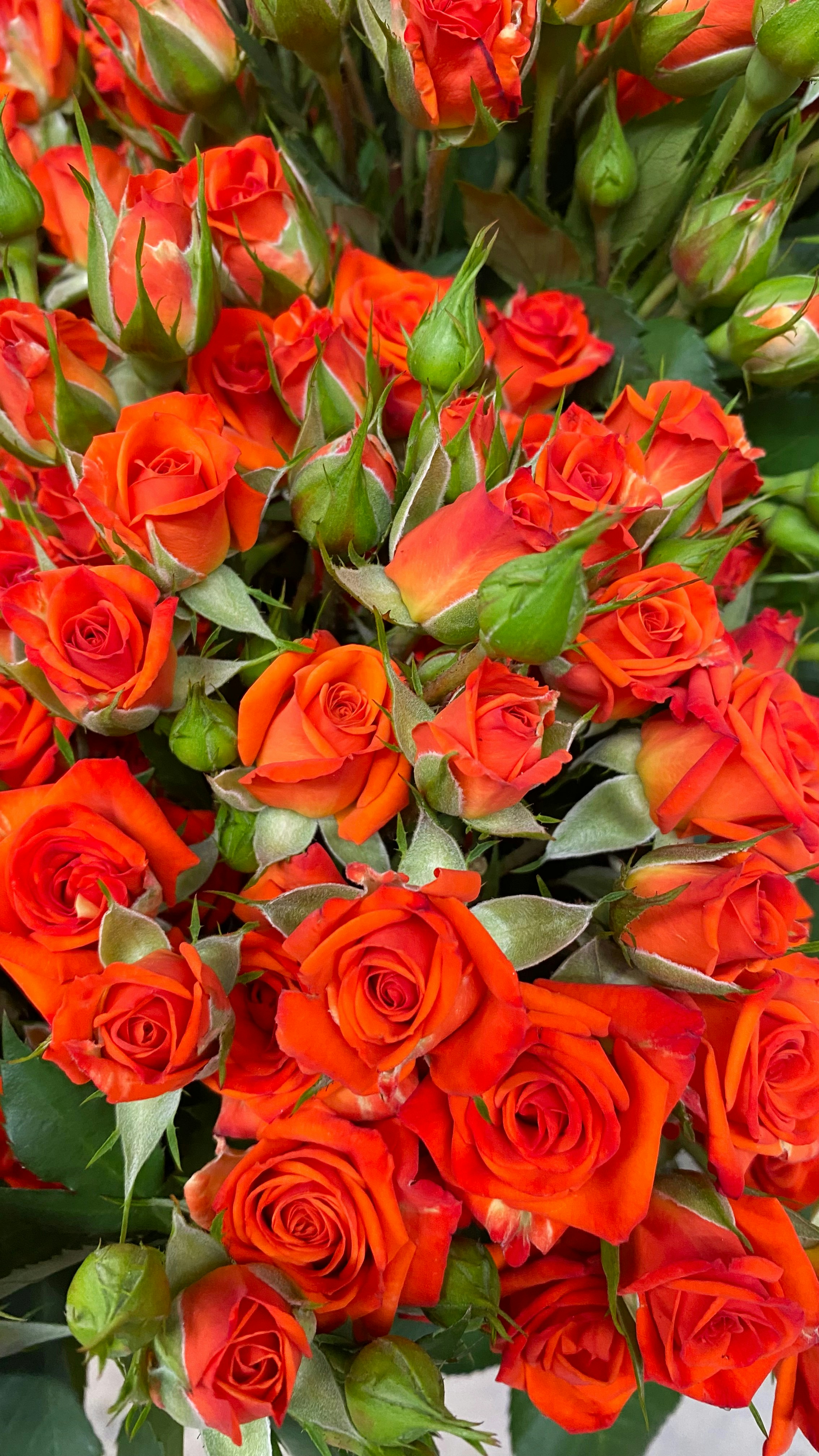 A bouquet of orange roses in a vase photo – Free Ecuador Image on Unsplash