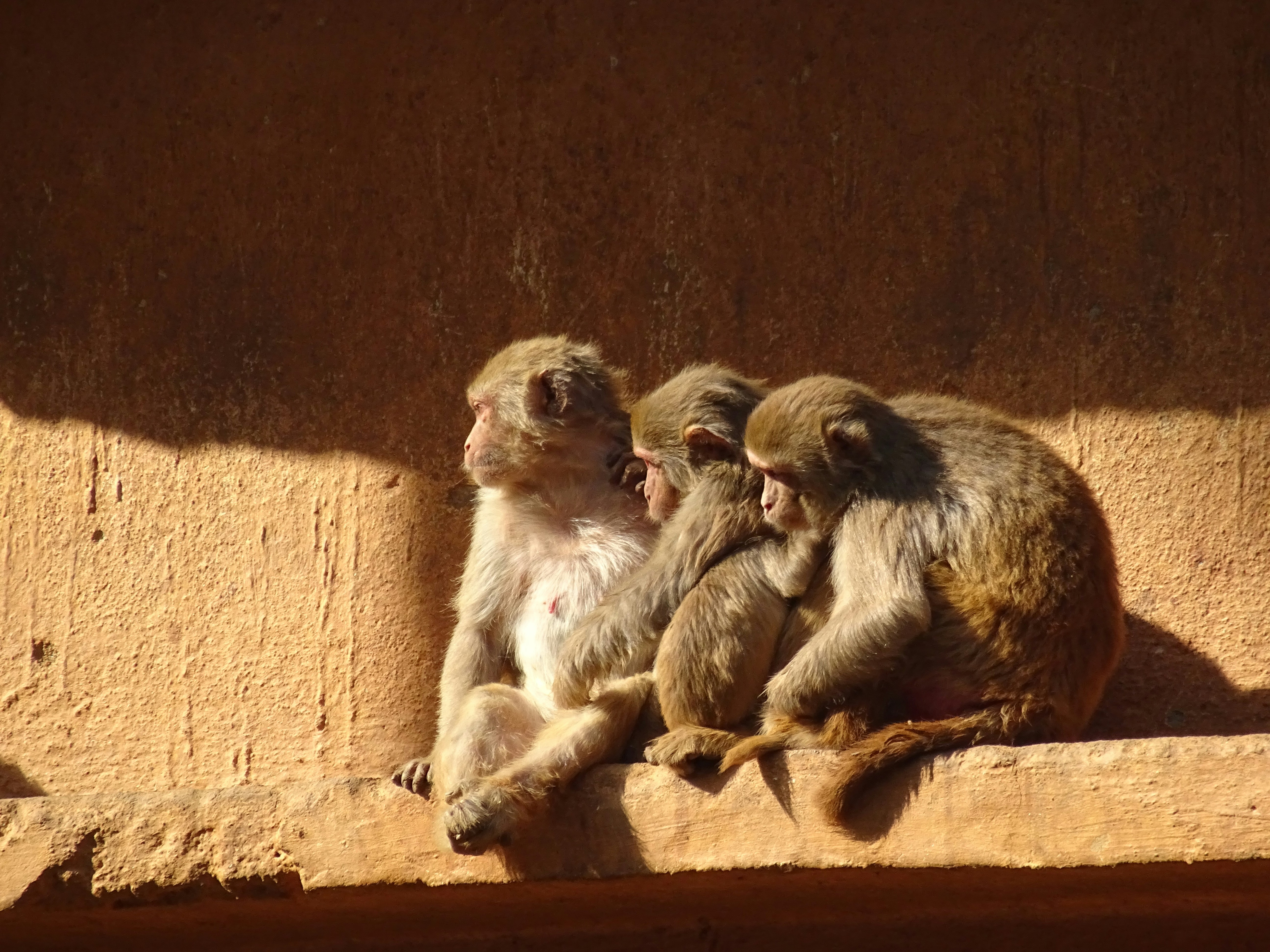 Afternoon Tranquility: Three Macaques Rest on a Sunlit Ledge